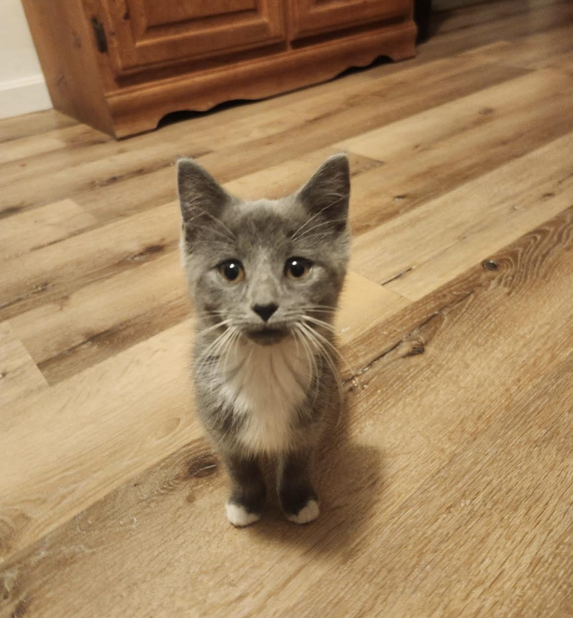 Cat for adoption - Salem, a Domestic Short Hair in Victor, NY | Petfinder