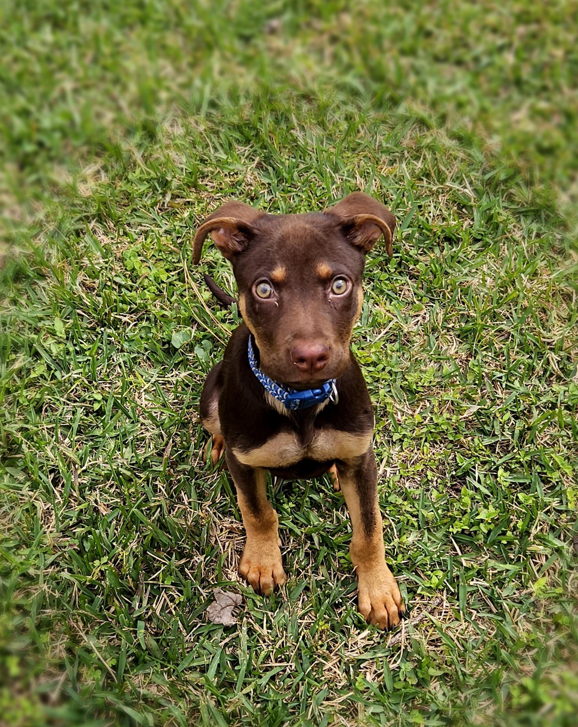 Dog for adoption - Lucas, a Doberman Pinscher & Australian Kelpie Mix ...