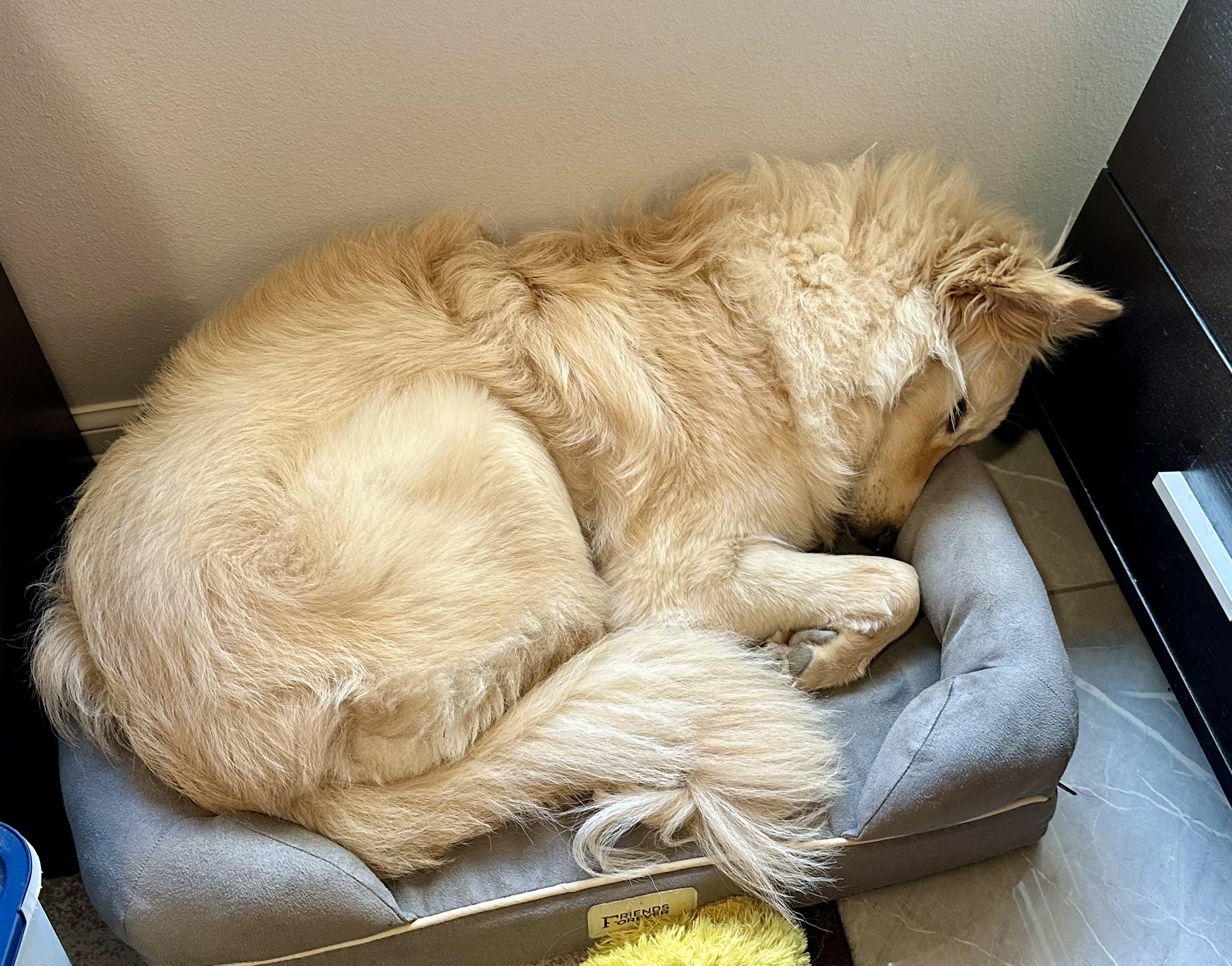 Dog for adoption - Chloe Bear, a Great Pyrenees & Belgian Shepherd ...