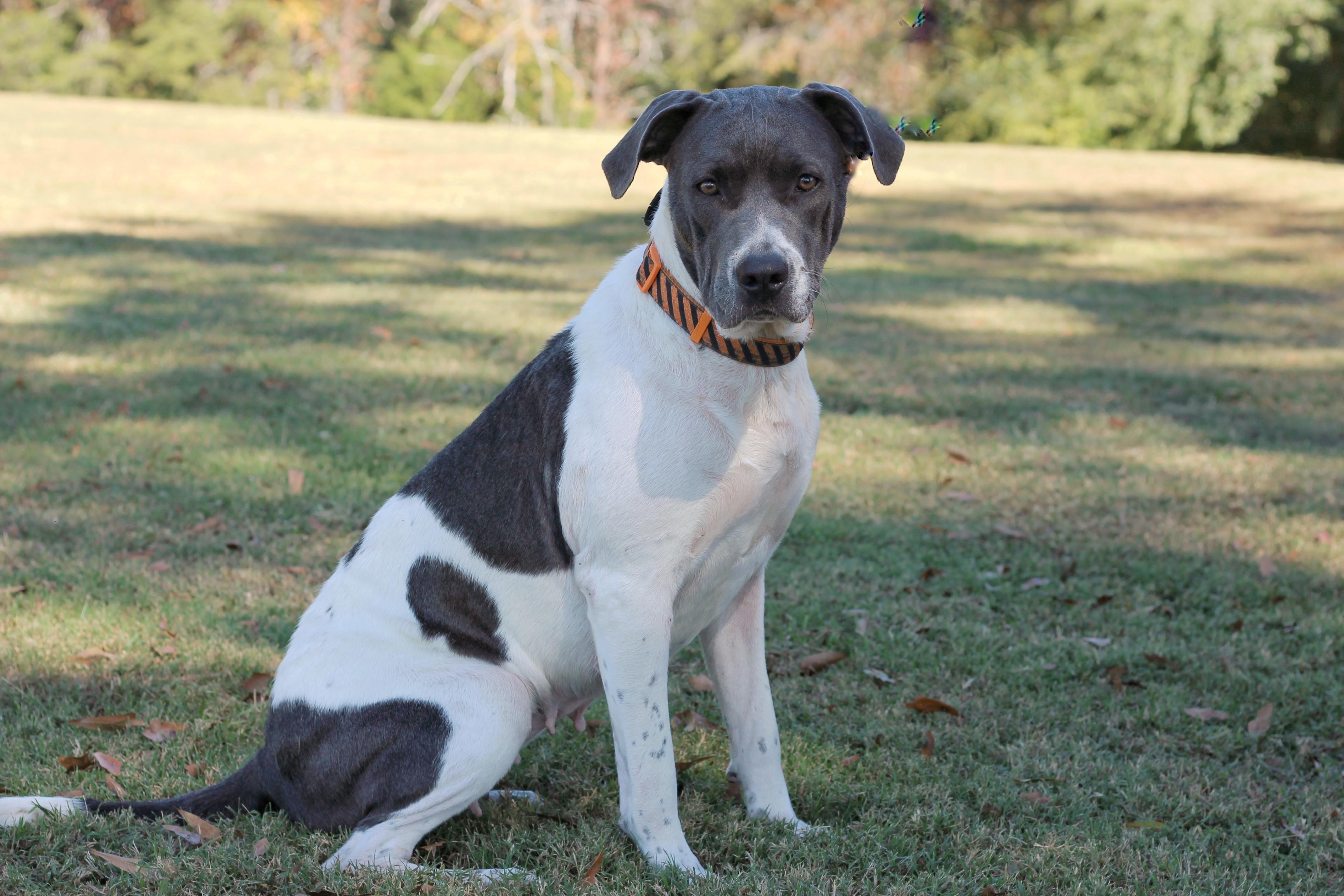 Dog for adoption - Luna, an English Pointer & Labrador Retriever Mix in ...