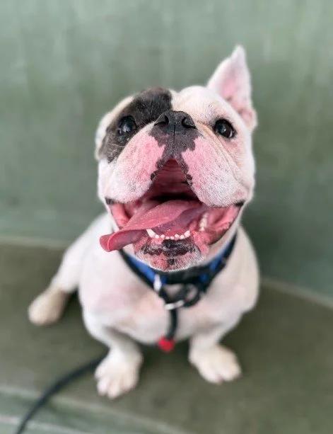 Dog for adoption - Stewie, a Bulldog in Mont-Royal, QC | Petfinder