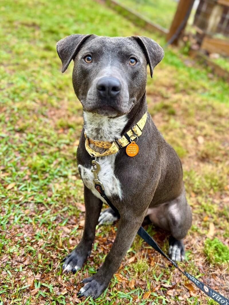 Dog for adoption - Sammy Simply so sweet, a Pit Bull Terrier & Labrador Retriever Mix in Austin ...