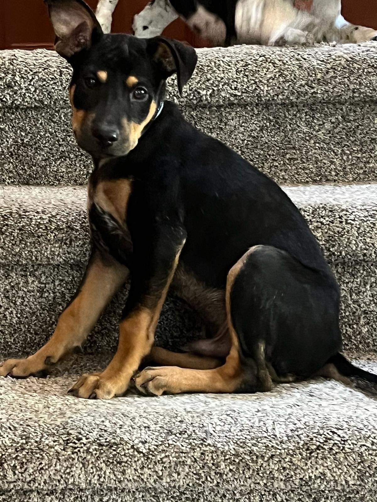 Dog for adoption - Winston, a Miniature Pinscher & Labrador Retriever ...