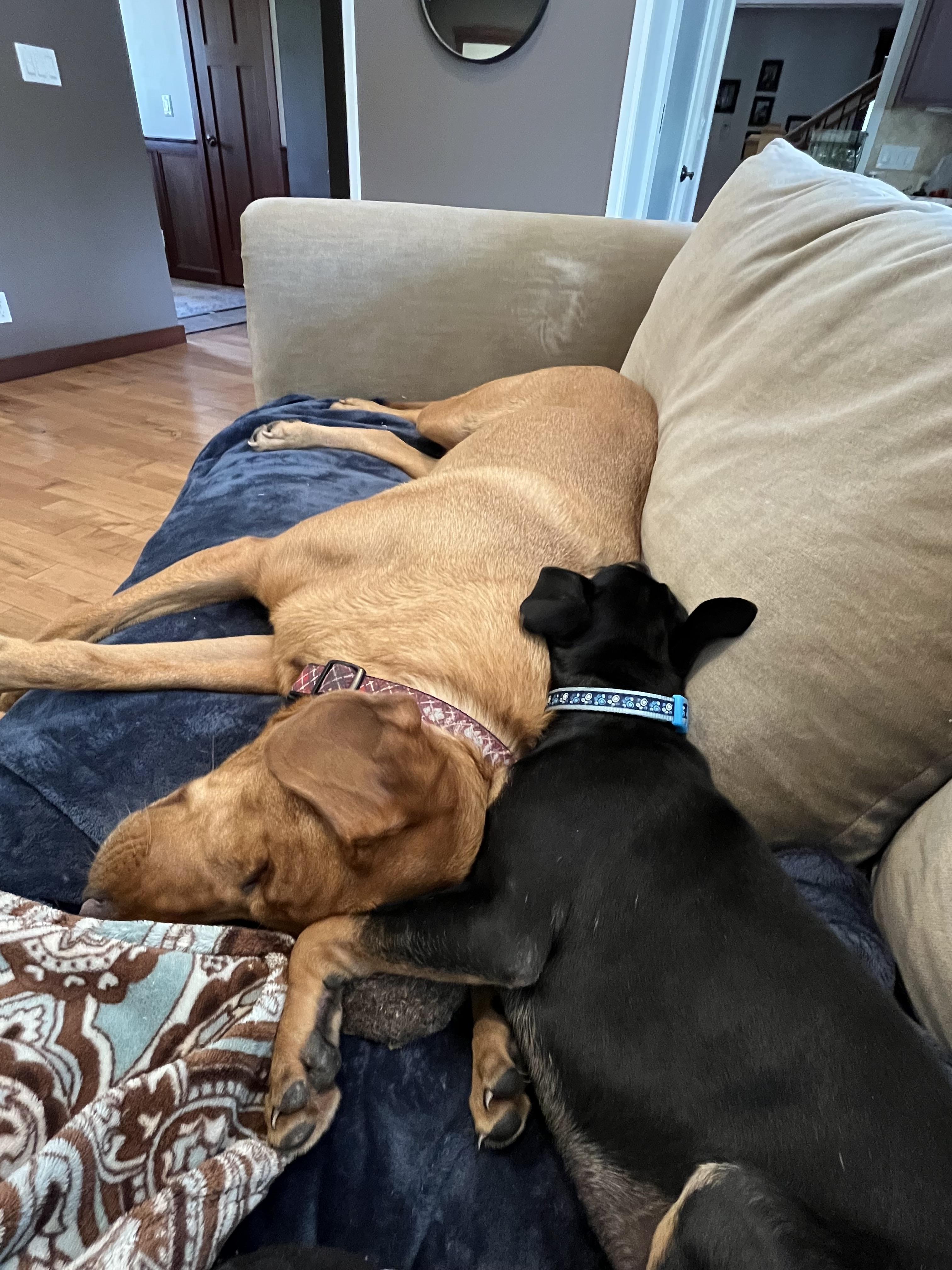 Dog for adoption - Winston, a Miniature Pinscher & Labrador Retriever ...