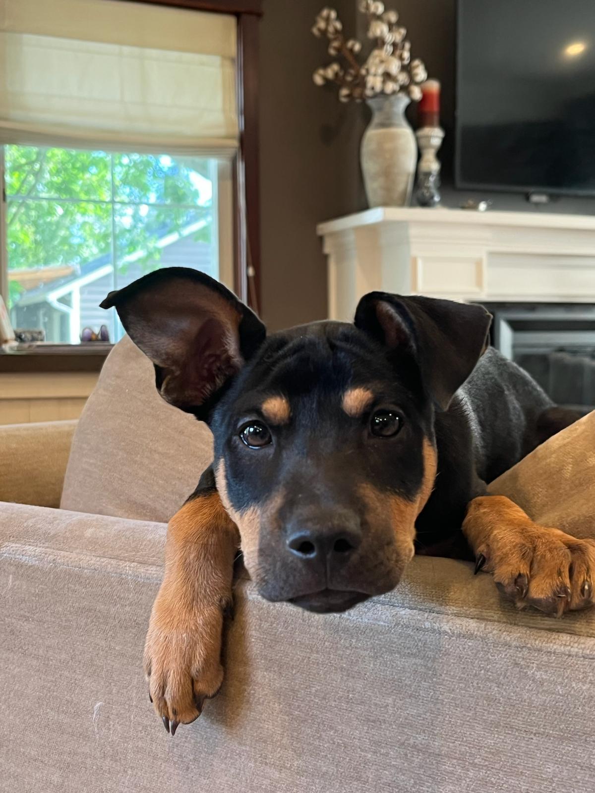 Dog for adoption - Winston, a Miniature Pinscher & Labrador Retriever ...