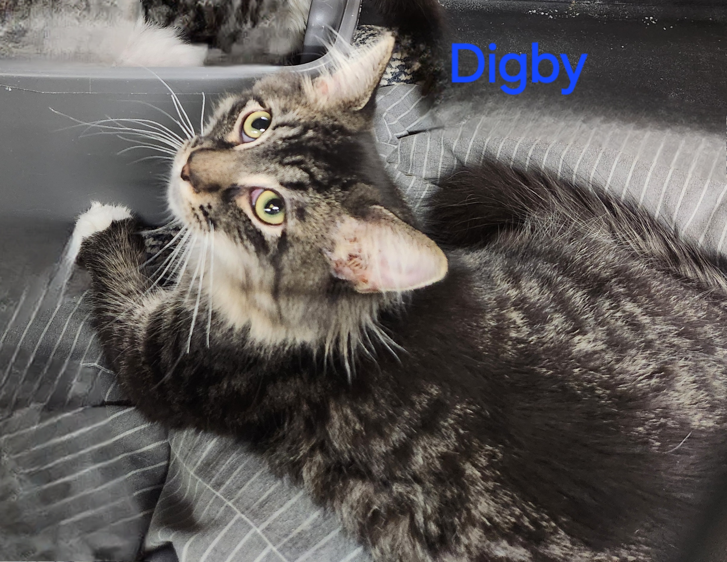 Cat for adoption - Digby, a Domestic Long Hair Mix in Whitewater, WI ...