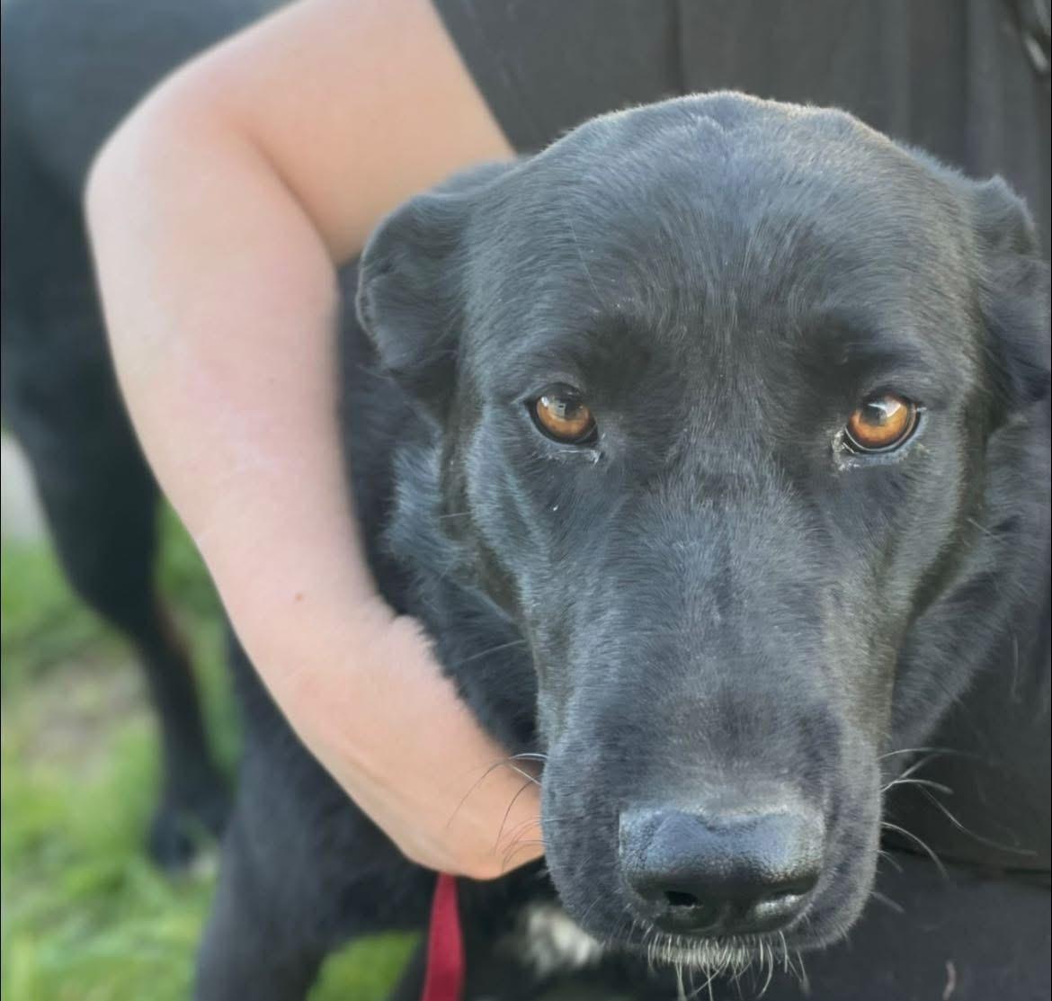 Dog for adoption - Alice Shepard, a German Shepherd Dog & Belgian ...