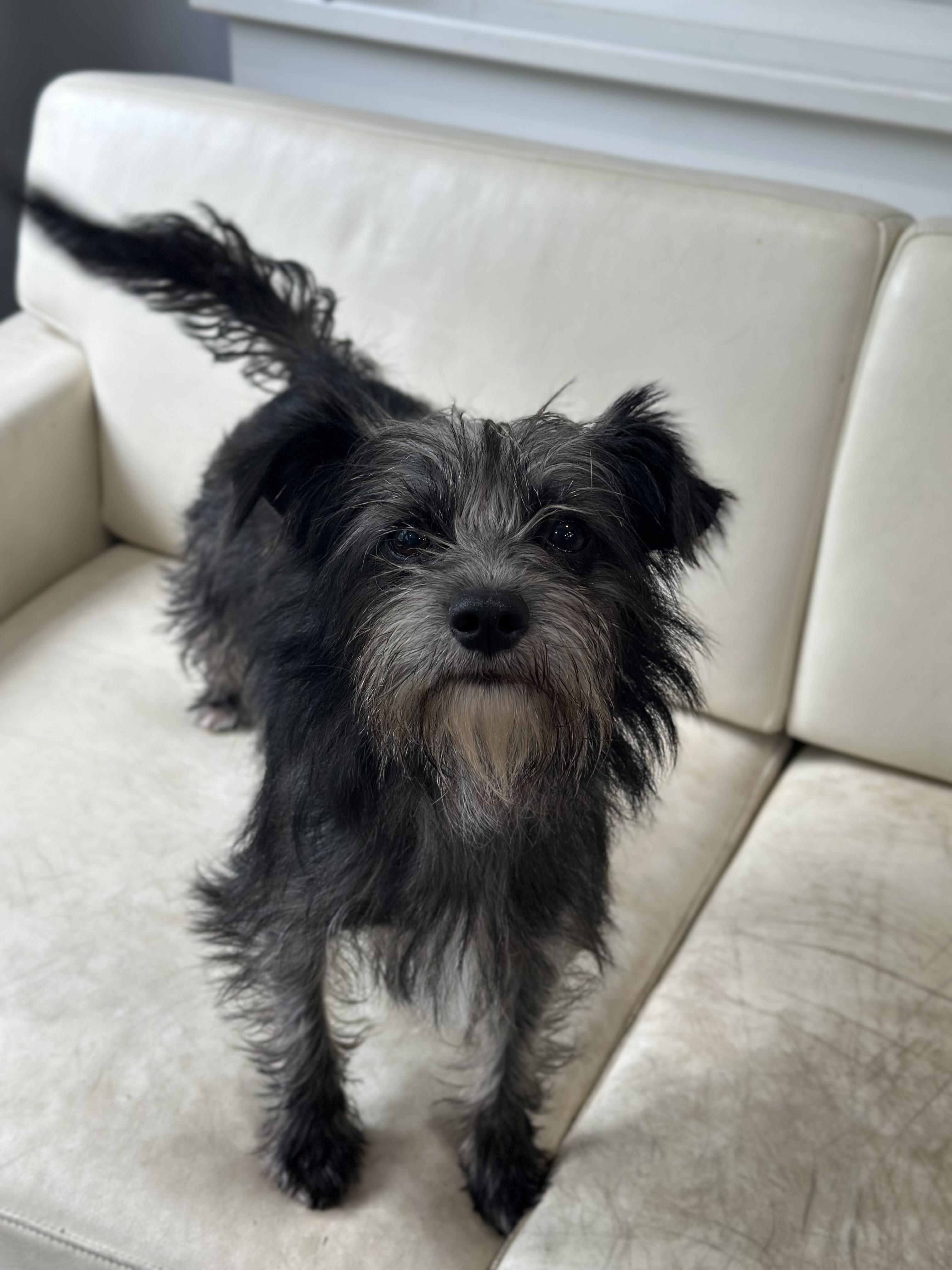 Dog for adoption - Lizzie, a Schnauzer & Border Terrier Mix in Mahwah ...