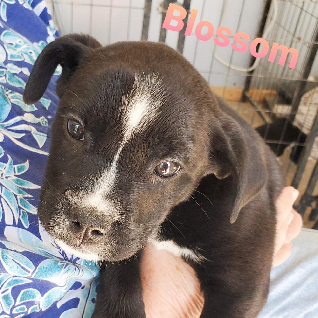 Dog for adoption - Blossom, a Schnauzer & Australian Shepherd Mix in ...
