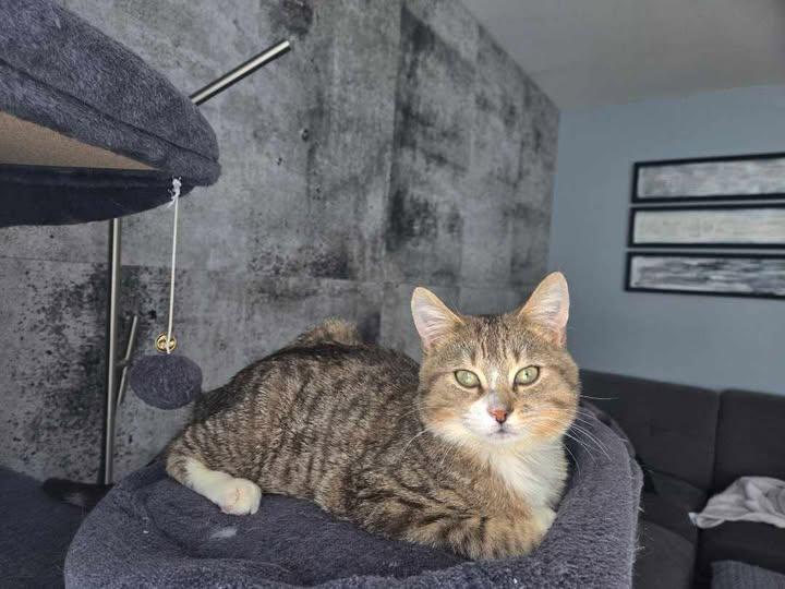 Cat for adoption - Malcom, a Domestic Short Hair in Saint-Constant, QC ...