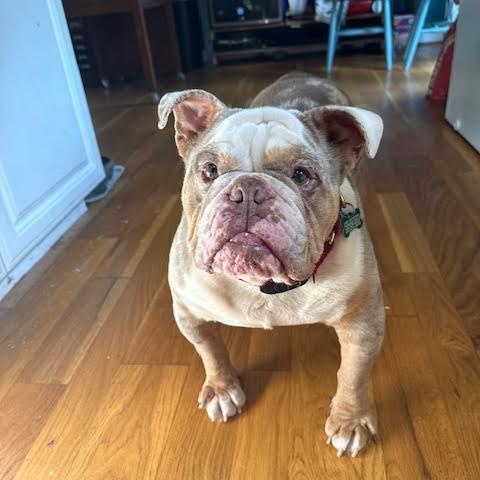 Dog for adoption - Fat Boy Slim, a Bulldog Mix in Midlothian, VA ...