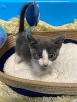 Cat for adoption - Decaf 59234094, a Domestic Short Hair in Harvey , LA ...