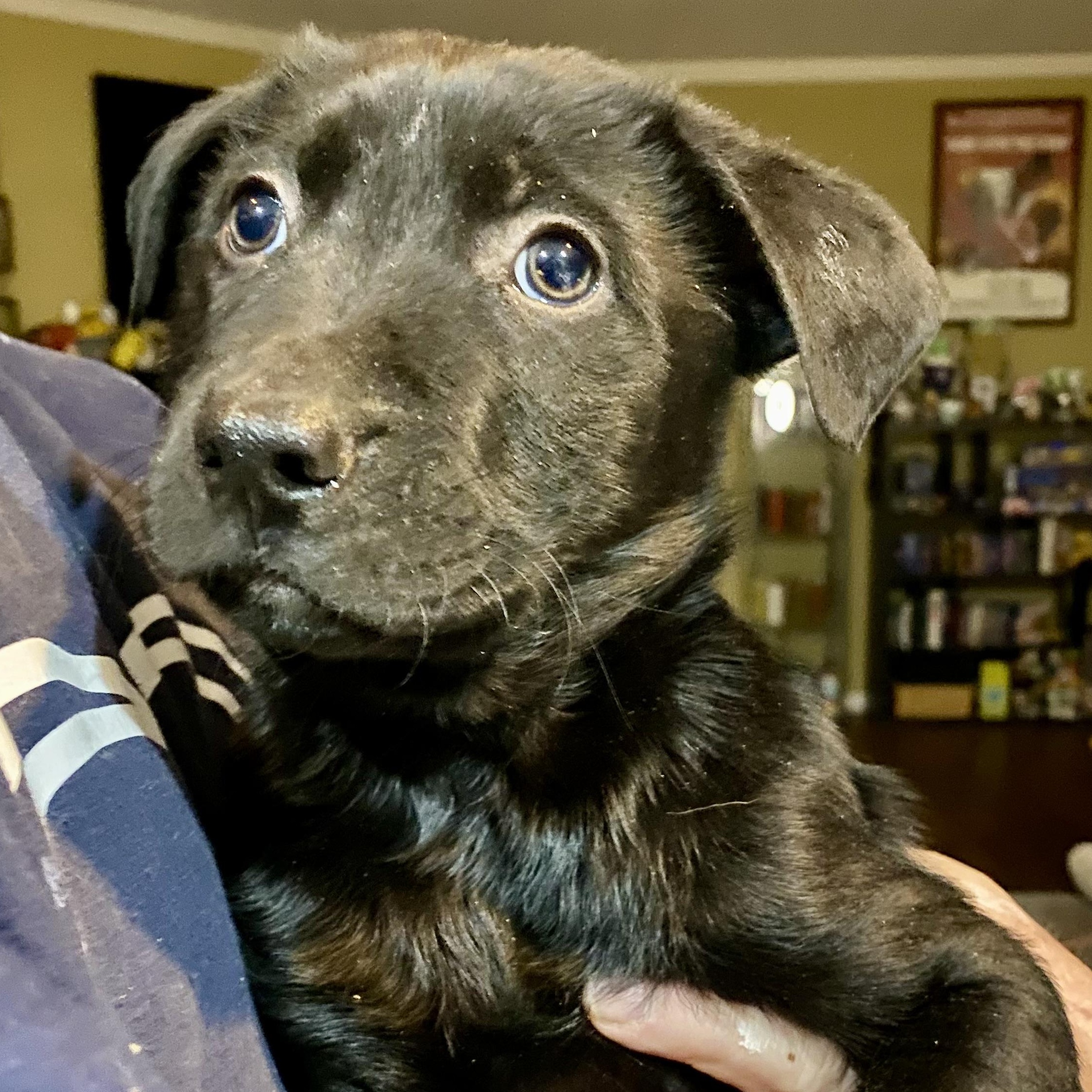 Dog for adoption - Angus, a Labrador Retriever & Flat-Coated Retriever ...