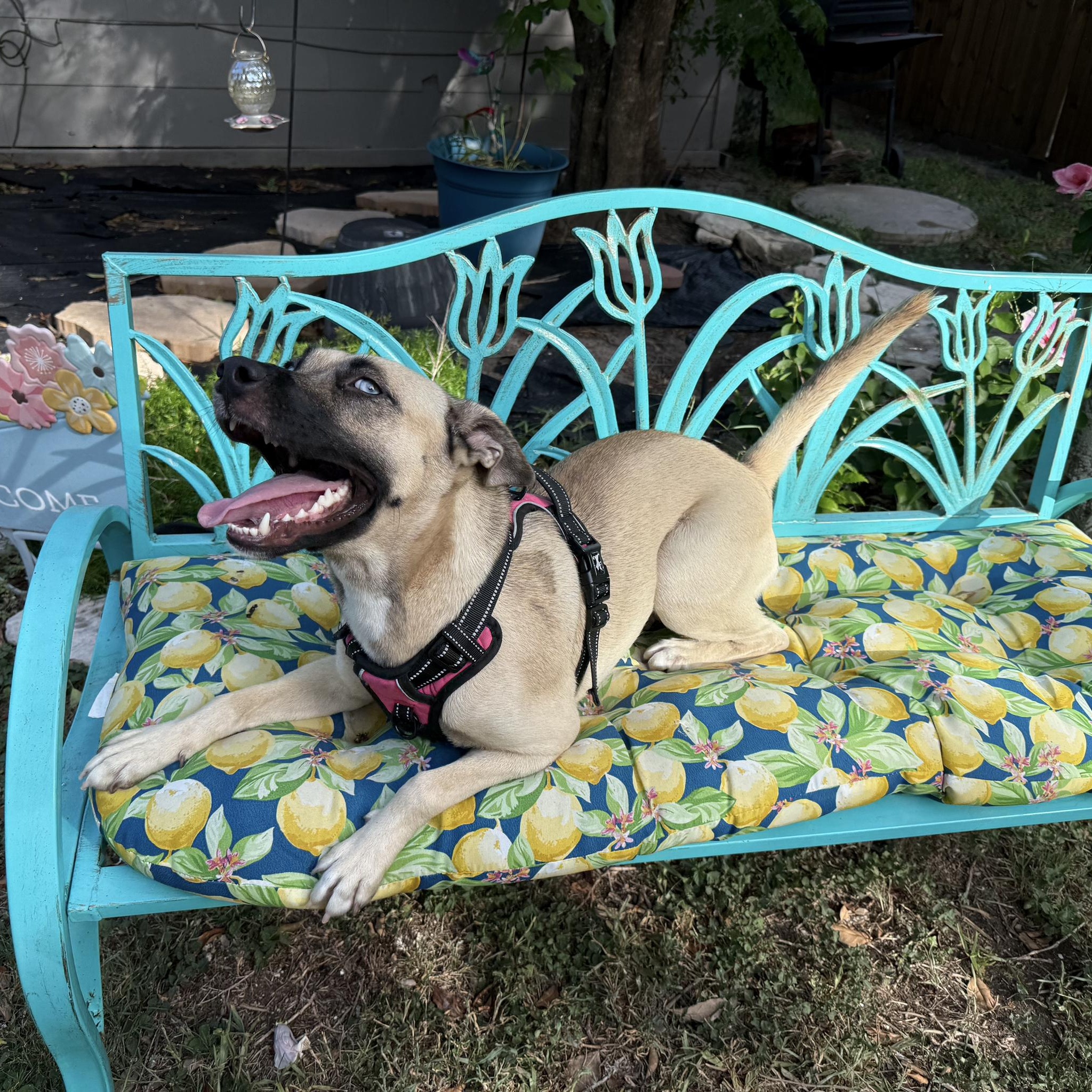 Dog for adoption - Jacqueline, a German Shepherd Dog Mix in Sheridan ...