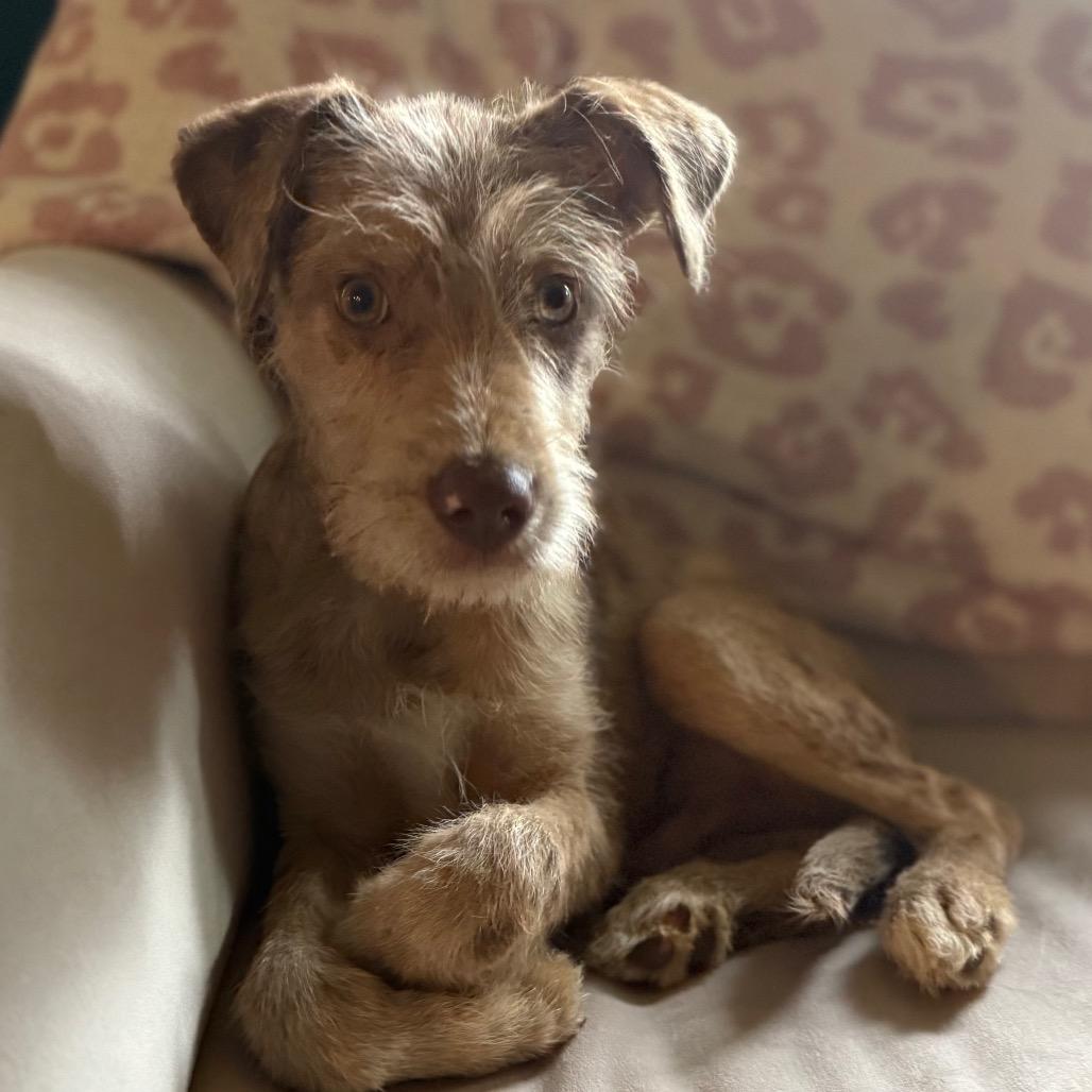 Dog for adoption - Buckaroo aka Bucky, a Labradoodle in Ridgefield , NJ ...