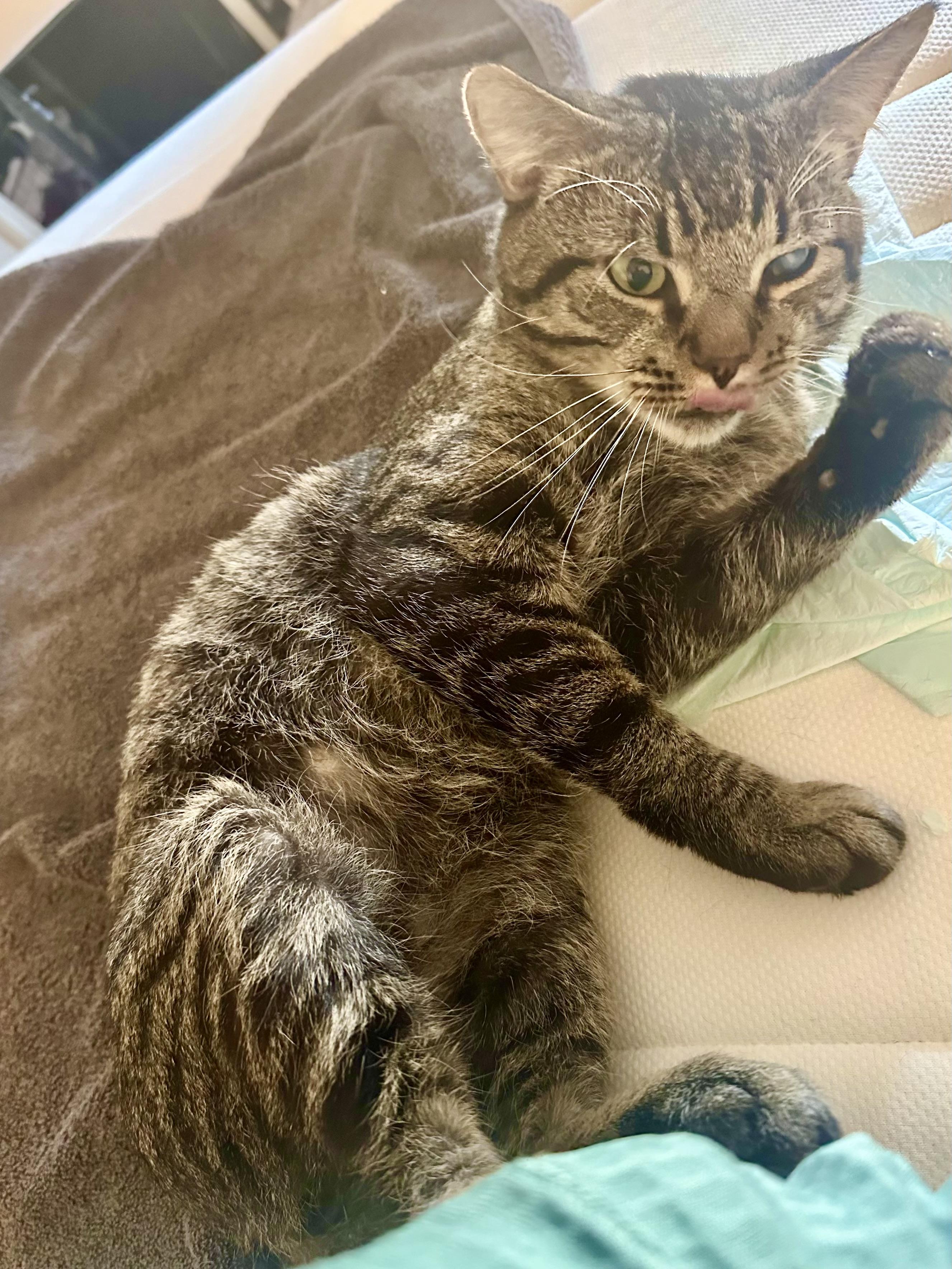 Cat for adoption - Flapjack, a Domestic Short Hair in Alexandria, VA | Petfinder