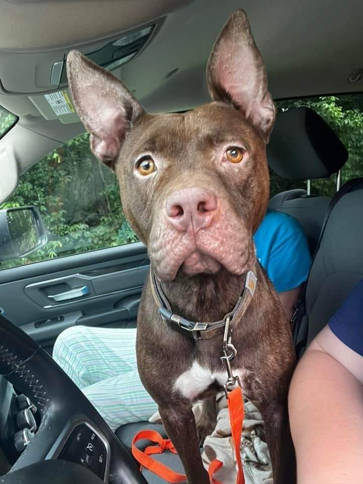 Dog for adoption - Willa, a Mixed Breed in New Market, AL | Petfinder