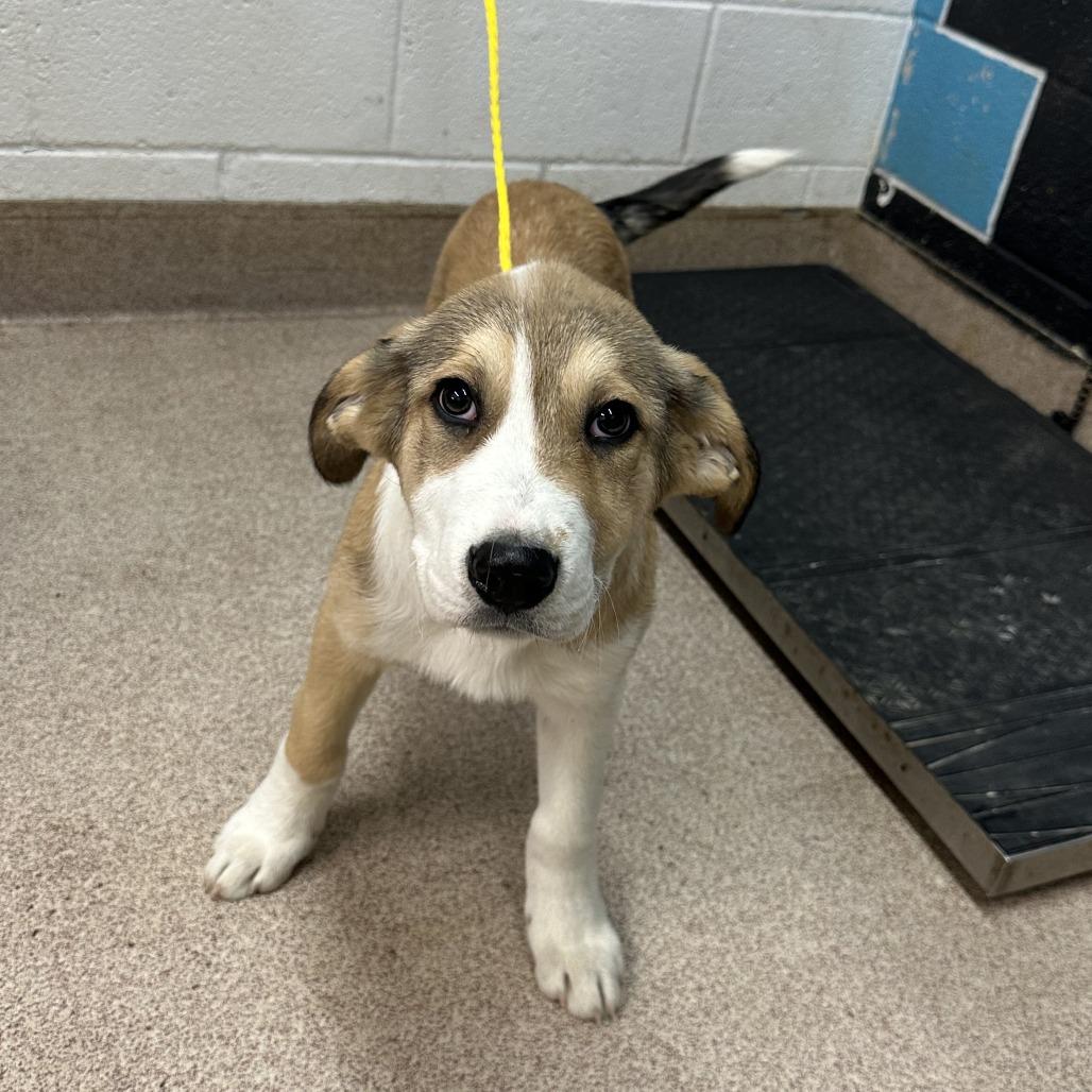 Dog for adoption - Benny, an Anatolian Shepherd & Hound Mix in Mayfield ...