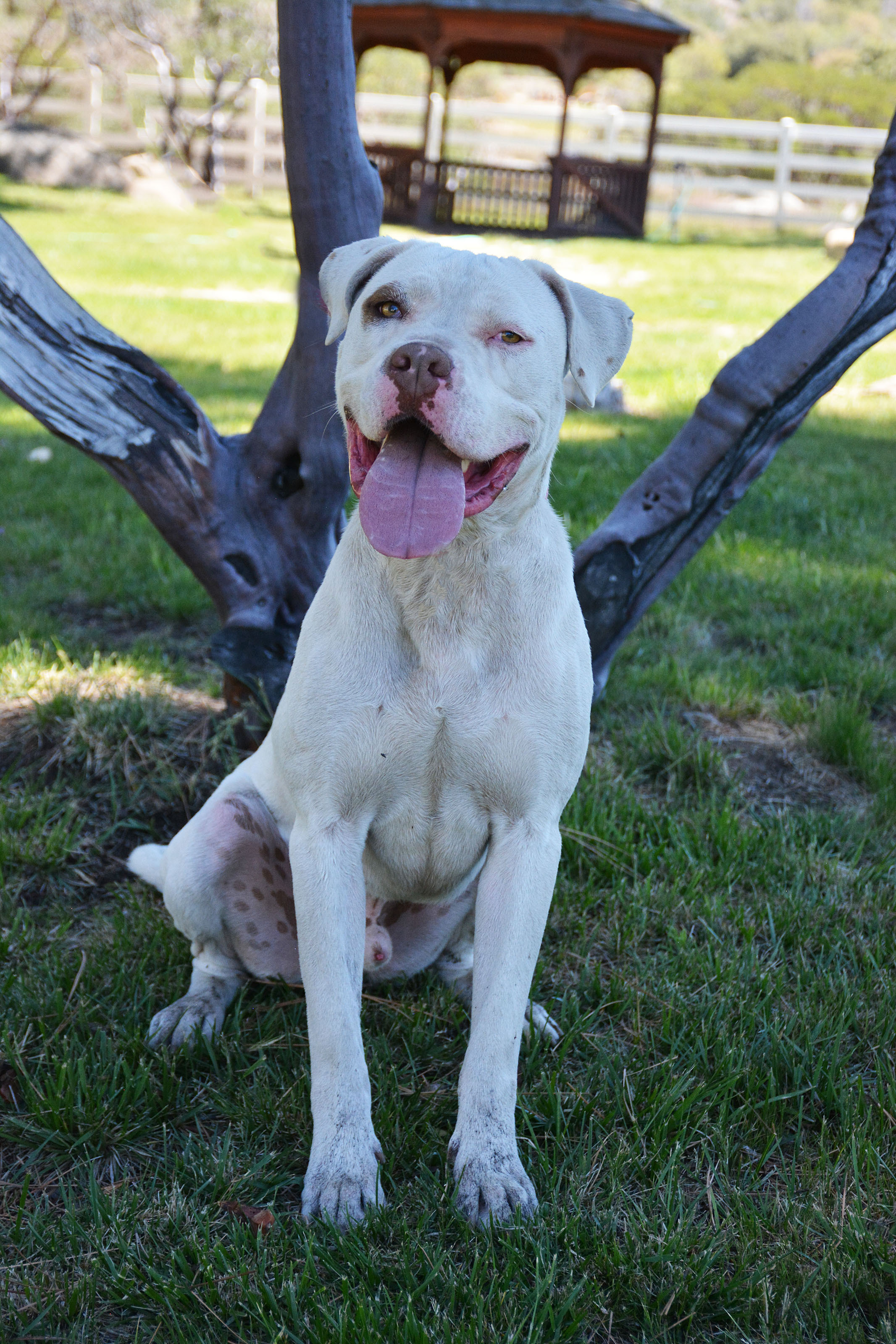 Dog for adoption - Han, an American Staffordshire Terrier & Pointer Mix ...