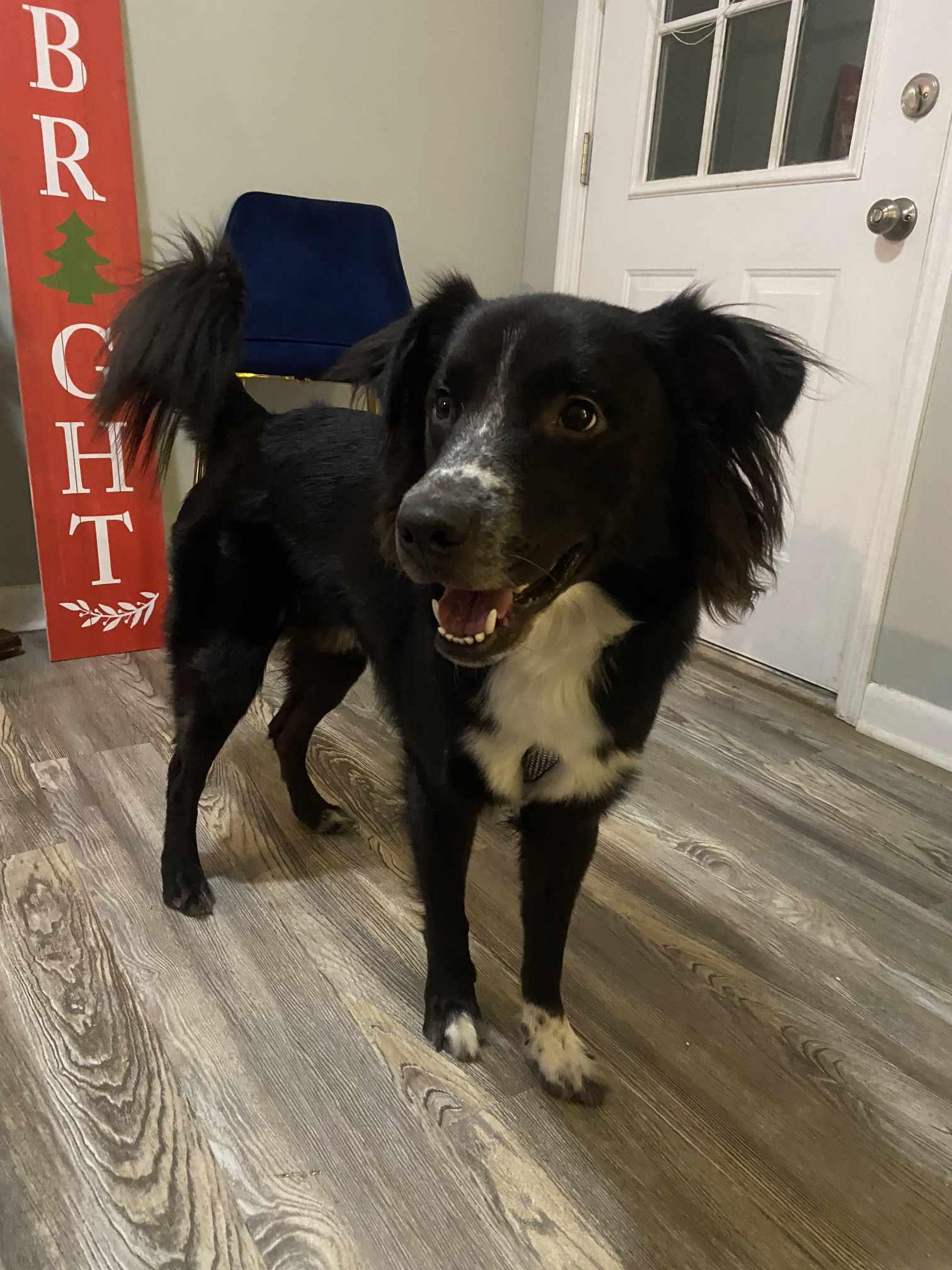 Dog for adoption - Sammy URGENT, a Border Collie in Scottsboro, AL ...