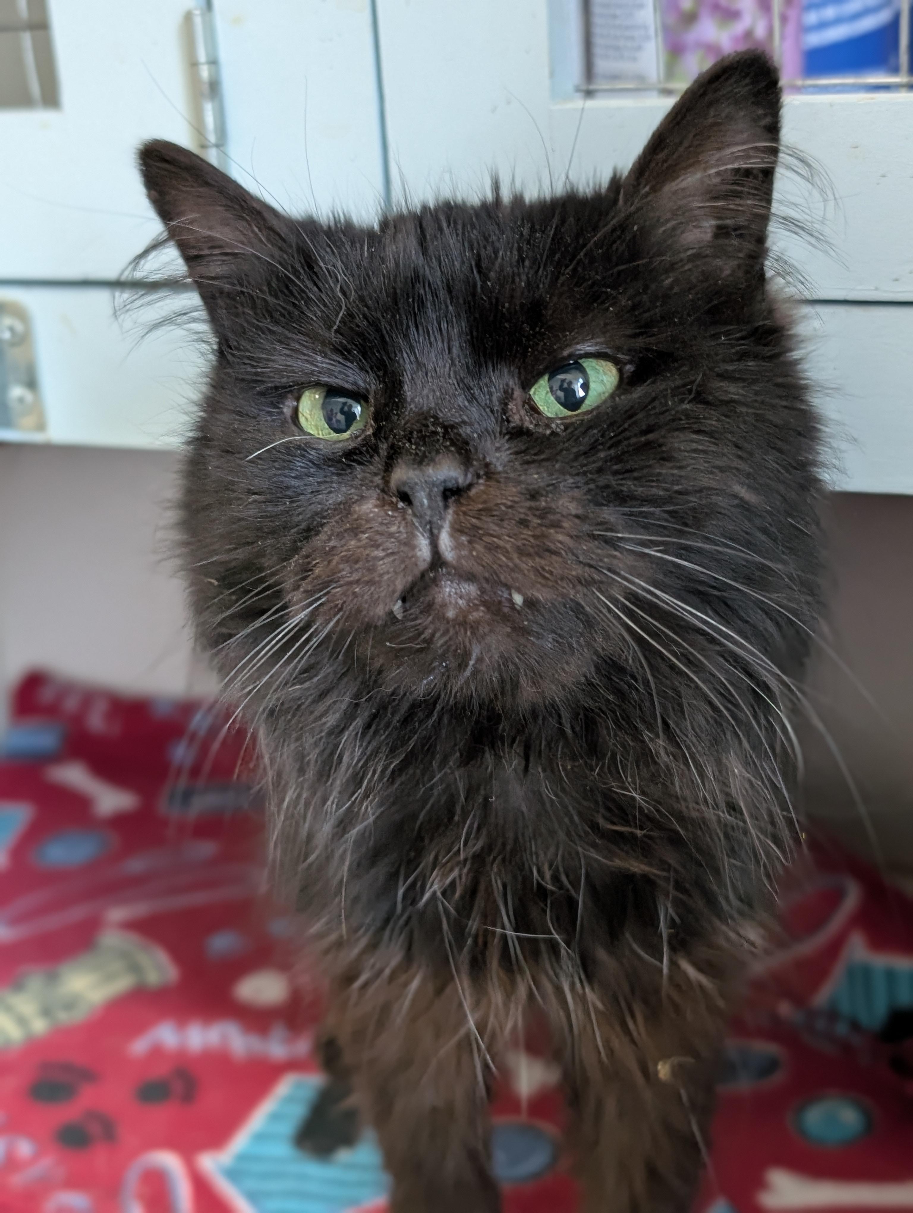 Cat for adoption - Marie, a Domestic Long Hair in Tilton, IL | Petfinder