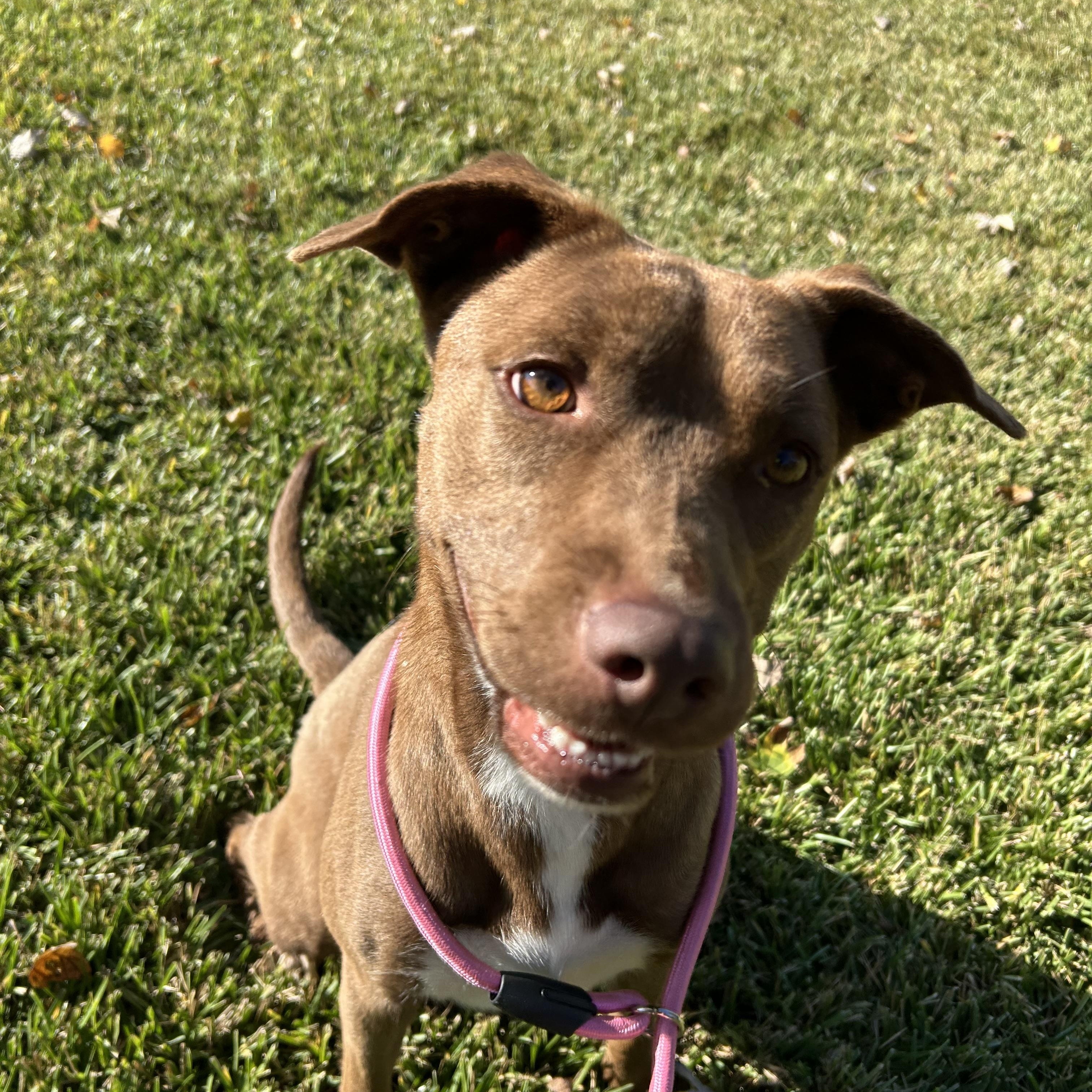 Dog for adoption - Sunshine, a Carolina Dog Mix in Monroe, NY | Petfinder