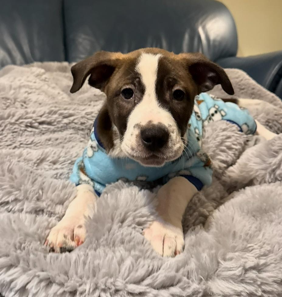 Dog for adoption - Skittles, a Mixed Breed in Raphine, VA | Petfinder