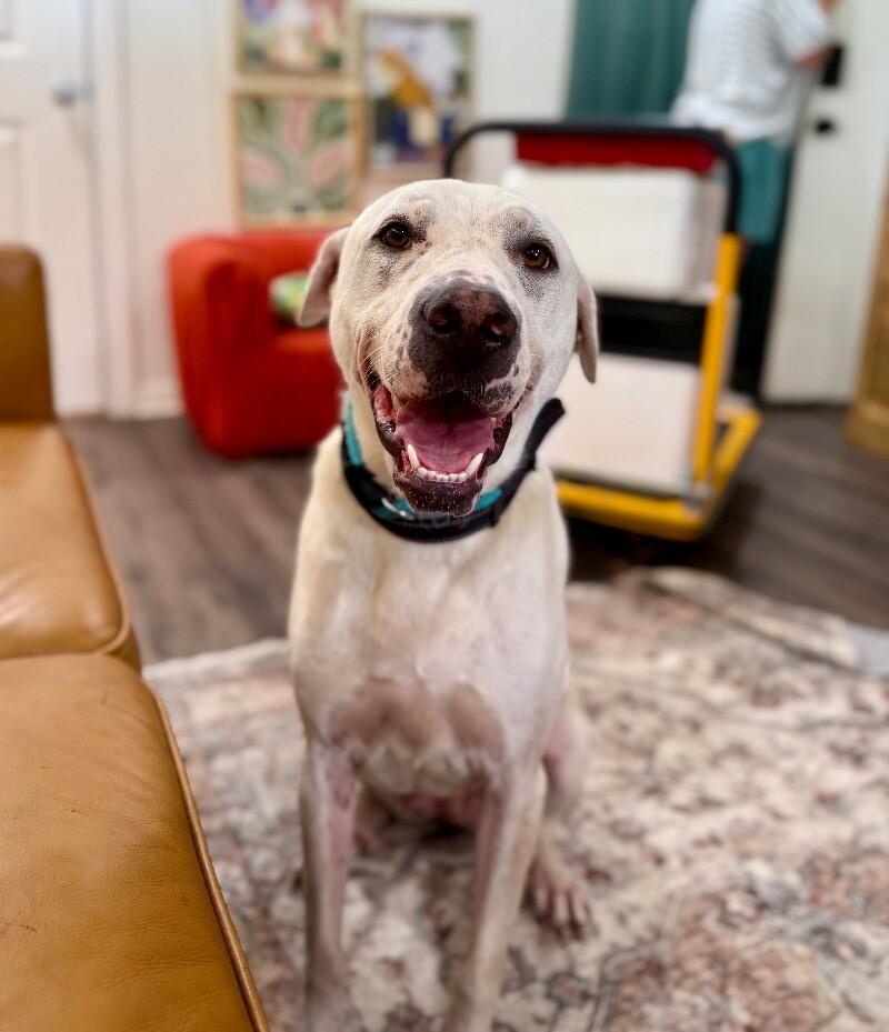 Dog for adoption - FiFi Freckles the happy speckled face sweetheart, an ...