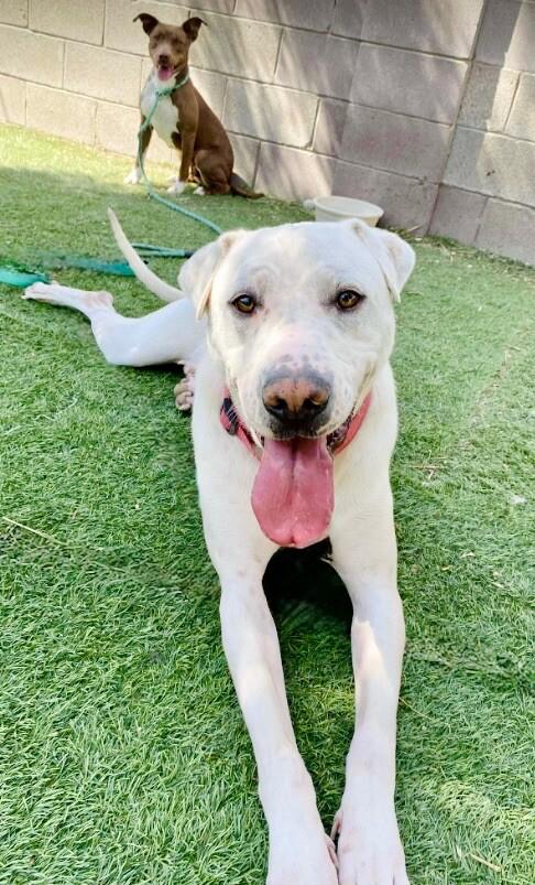 Dog for adoption - FiFi Freckles the happy speckled face sweetheart, an ...