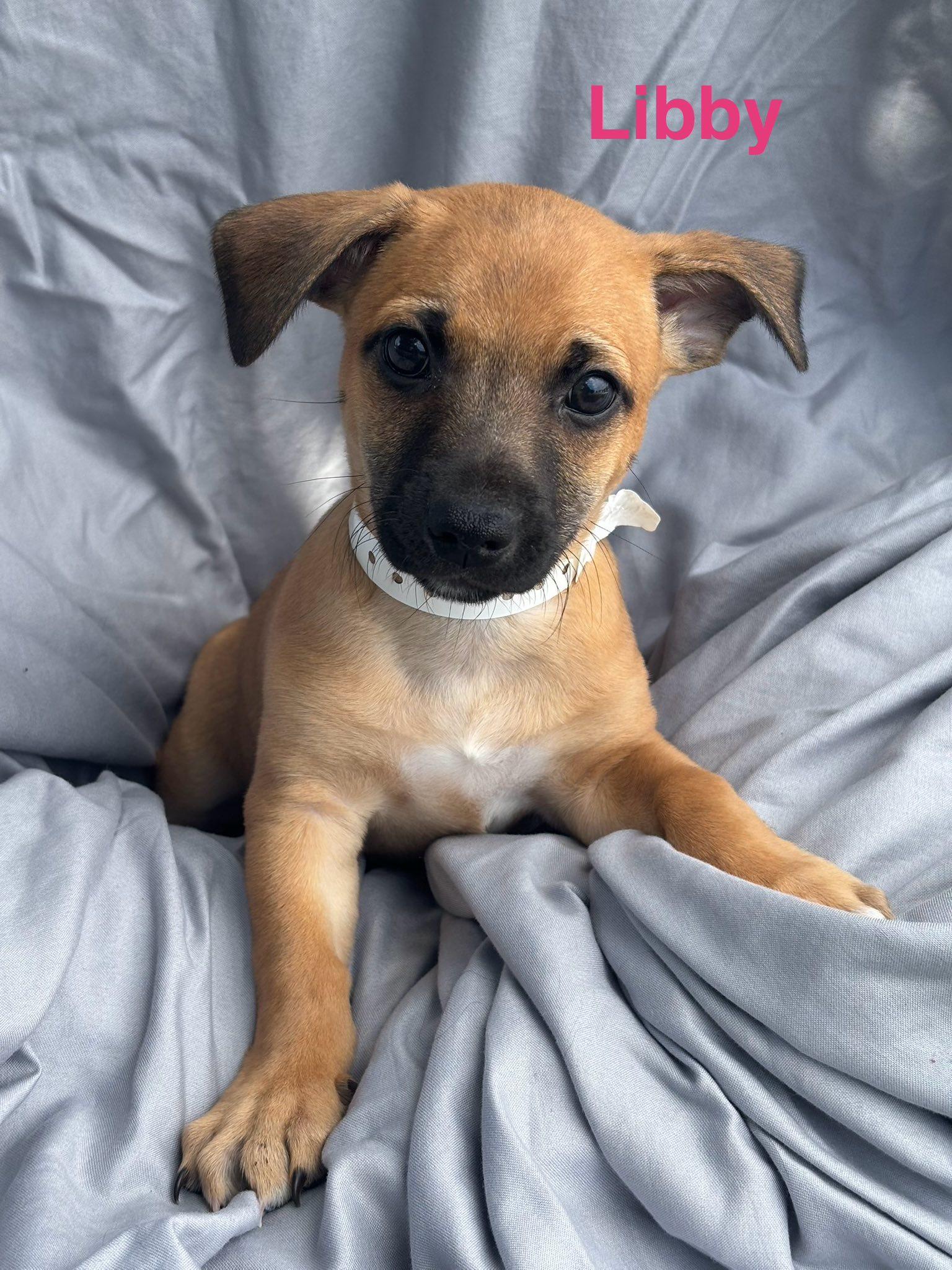 Dog for adoption - Libby, a Chihuahua in San Tan Valley, AZ | Petfinder