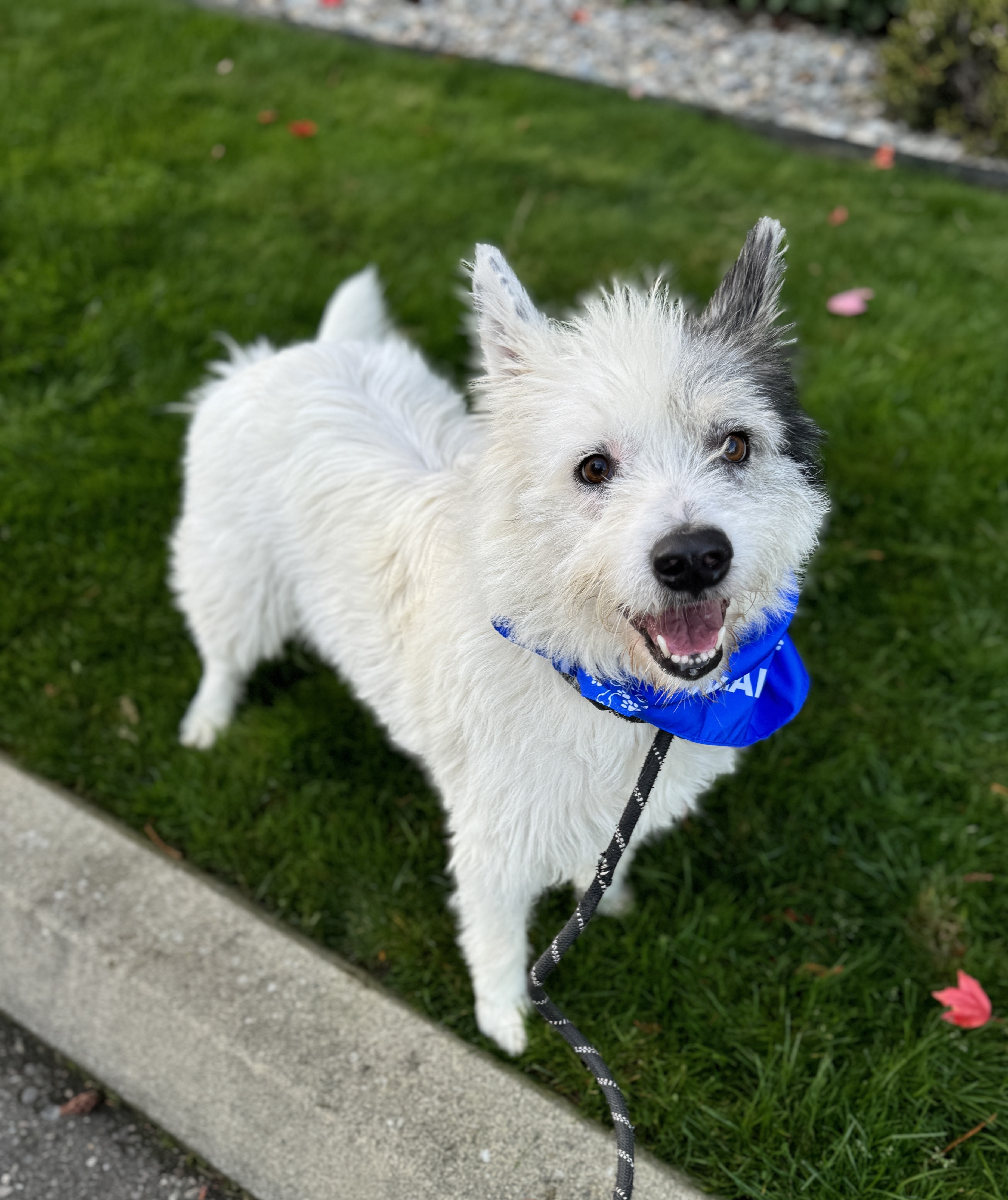 Dog for adoption - Atticus, a Briard & Bearded Collie Mix in lynnwood , WA | Petfinder