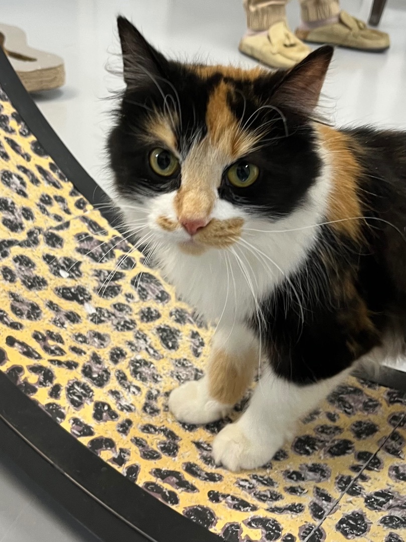 Cats Available for Adoption | ARC of Mecosta County