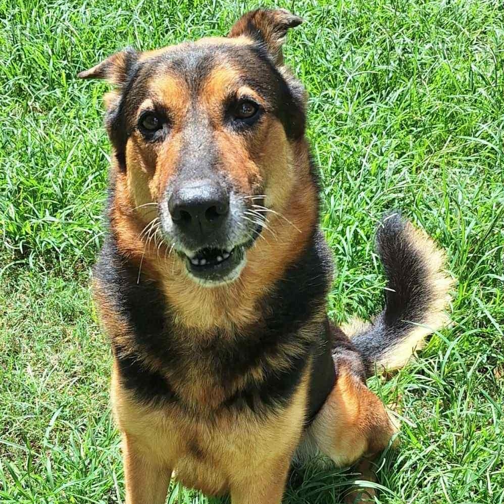 Dog for adoption - Bear, a German Shepherd Dog Mix in Chesapeake, VA | Petfinder