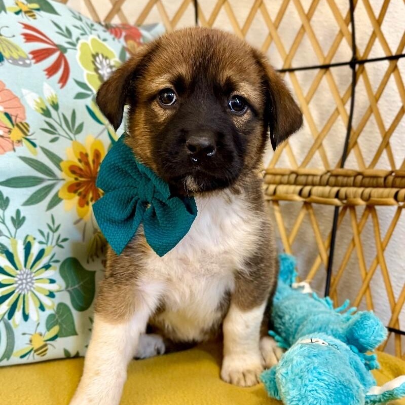 Dog for adoption - Azula Flufferpuff, a Husky & German Shepherd Dog Mix ...