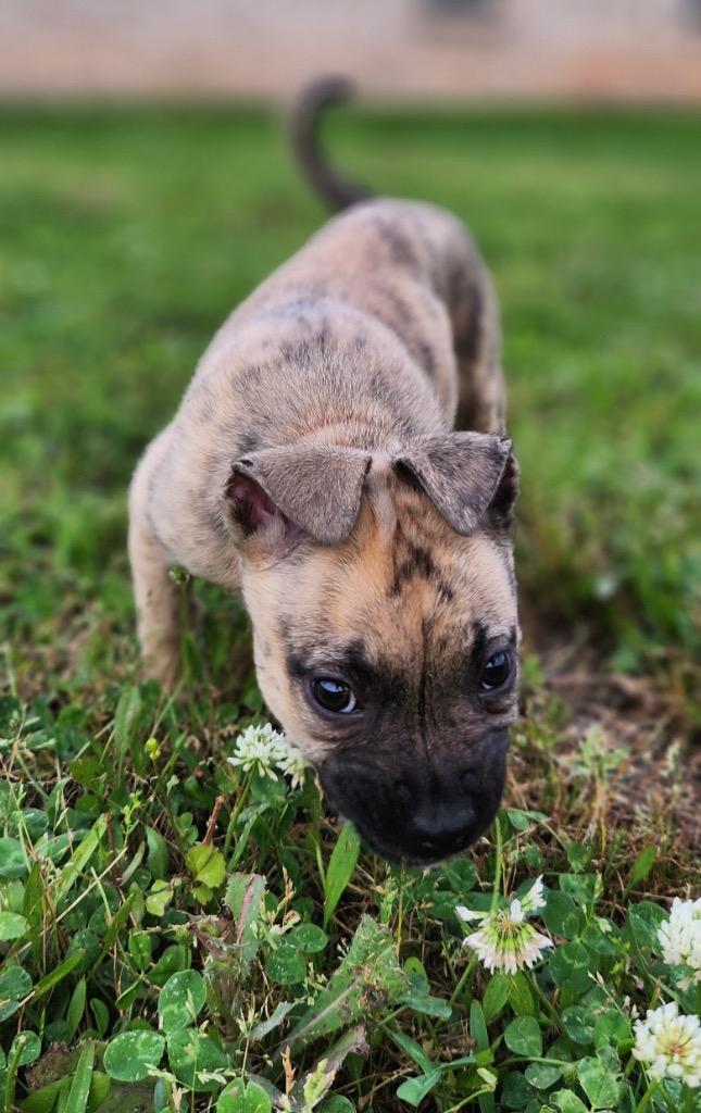 Dog for adoption - Katara, a Mixed Breed in Albany, NY | Petfinder