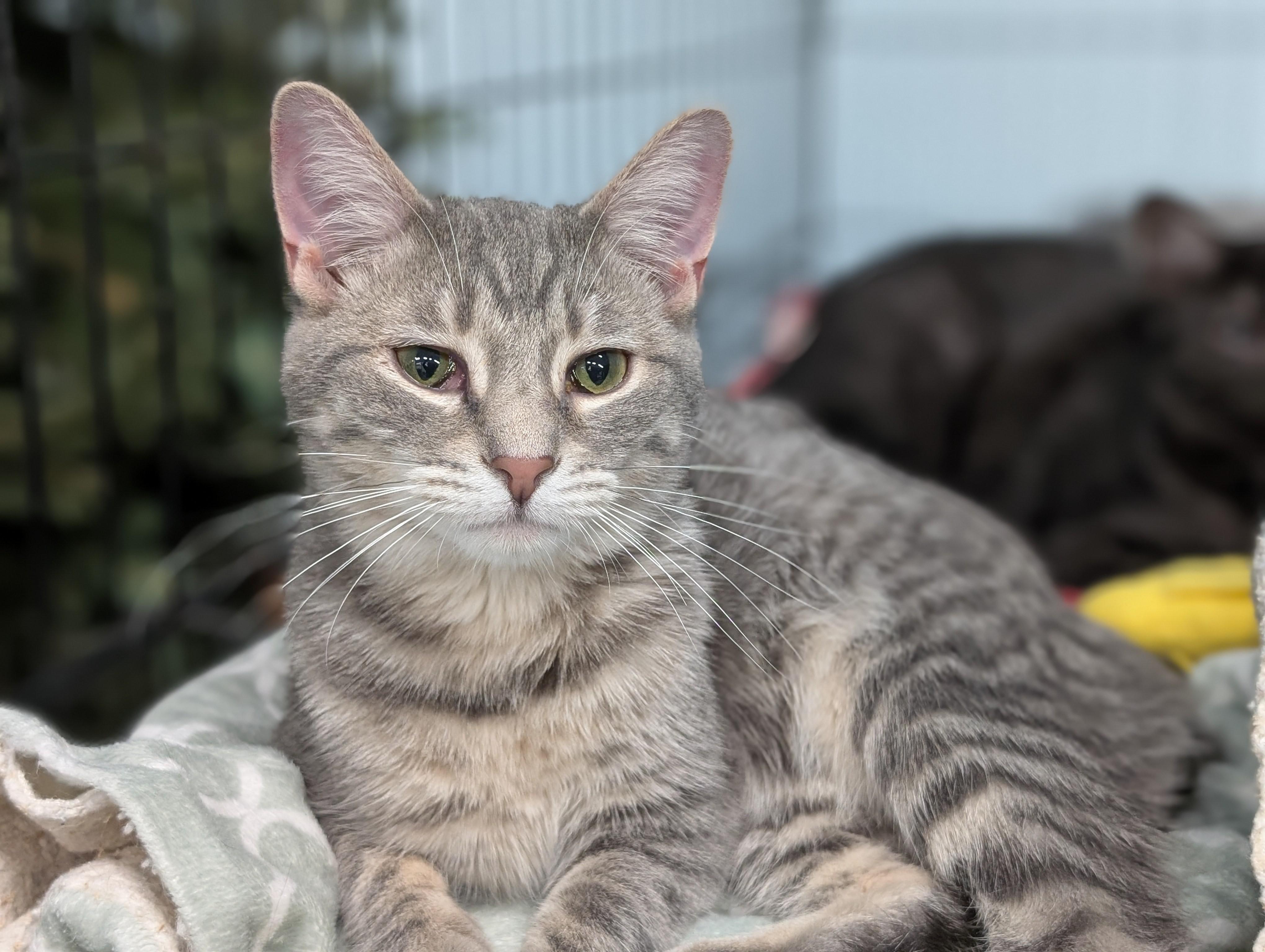 Cat for adoption - Slate, a Domestic Short Hair in Tilton, IL | Petfinder