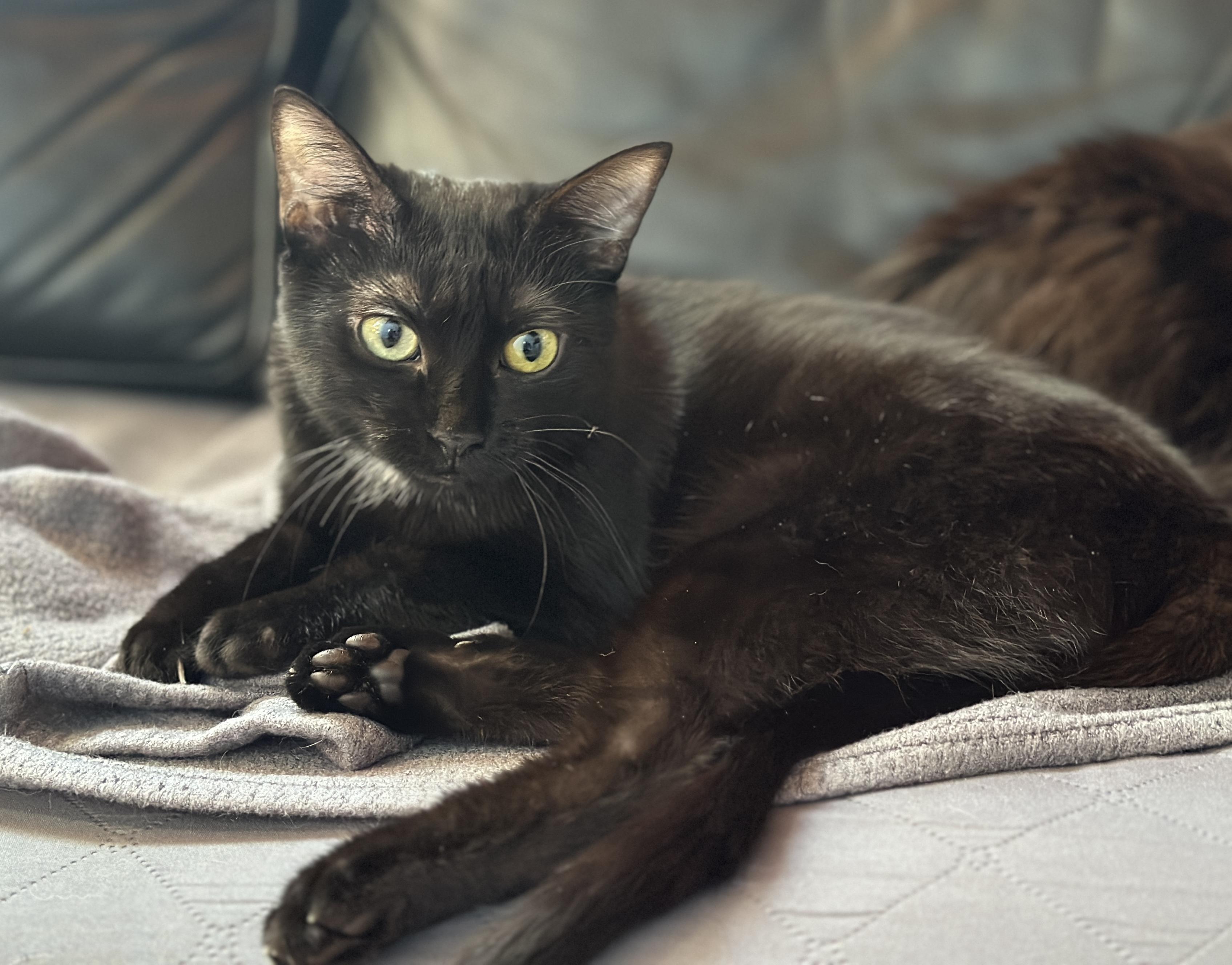 Cat for adoption - Temple aka Squeak, a Domestic Short Hair in Flanders ...