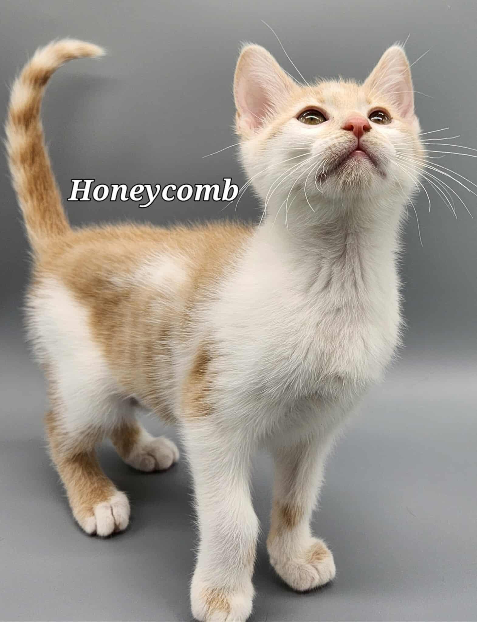 Cat for adoption - HONEYCOMB, a Domestic Short Hair & Tabby Mix in Panora, IA | Petfinder