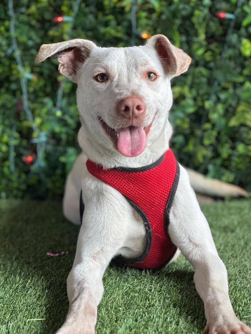 Dog for adoption - Daniel, a Labrador Retriever Mix in Richmond, CA ...