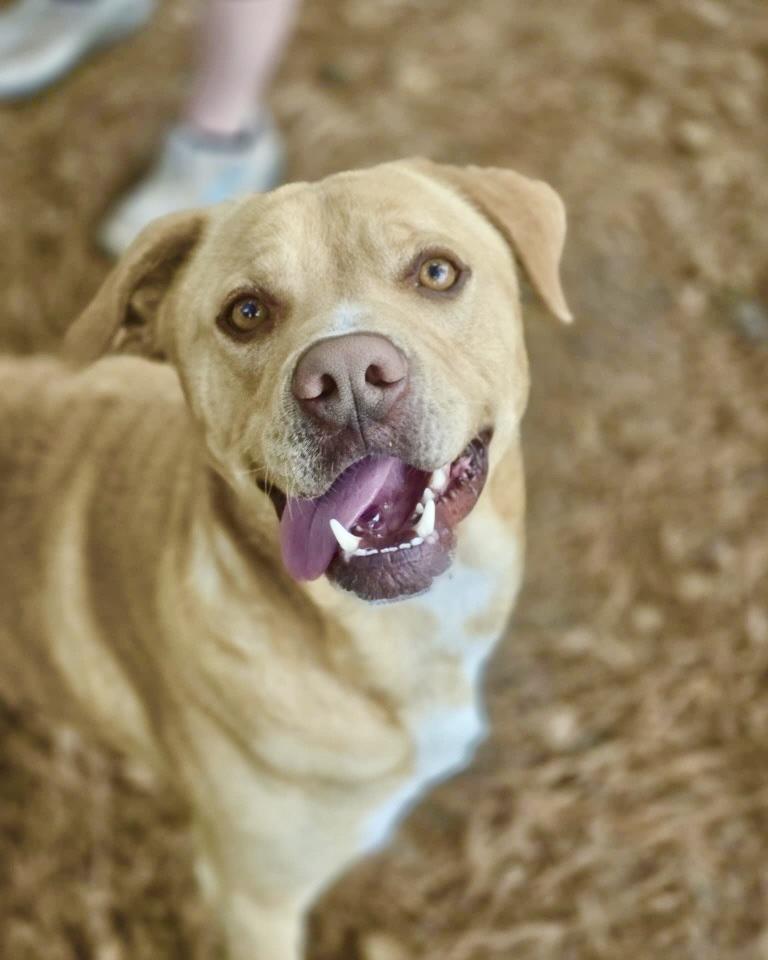 Dog for adoption - Mille Feuille, a Labrador Retriever Mix in ...