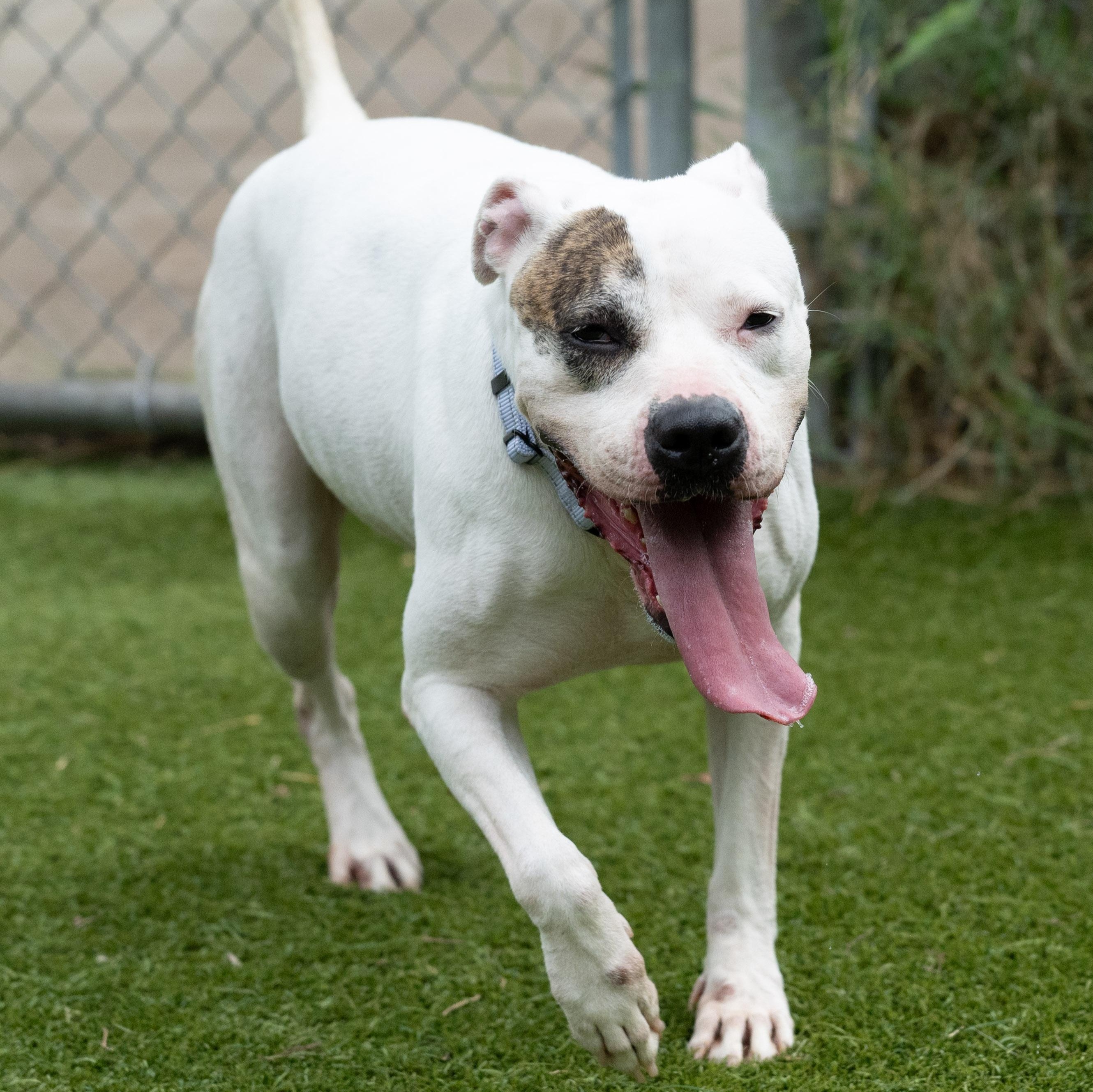 Dog for adoption - Ashley, a Mixed Breed in Colorado Springs , CO ...