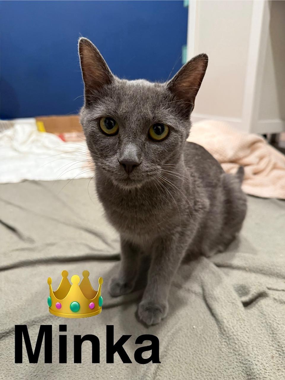 Cat for adoption - Minka, an American Shorthair in Rochester, NY | Petfinder