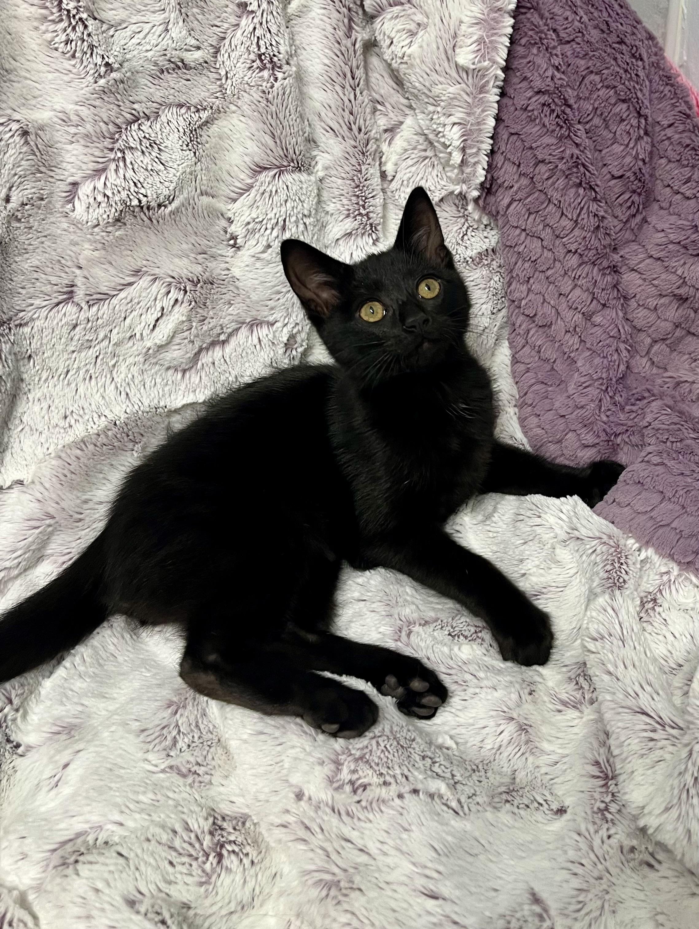 Cat for adoption - Mahi, a Domestic Short Hair in Mokena, IL | Petfinder