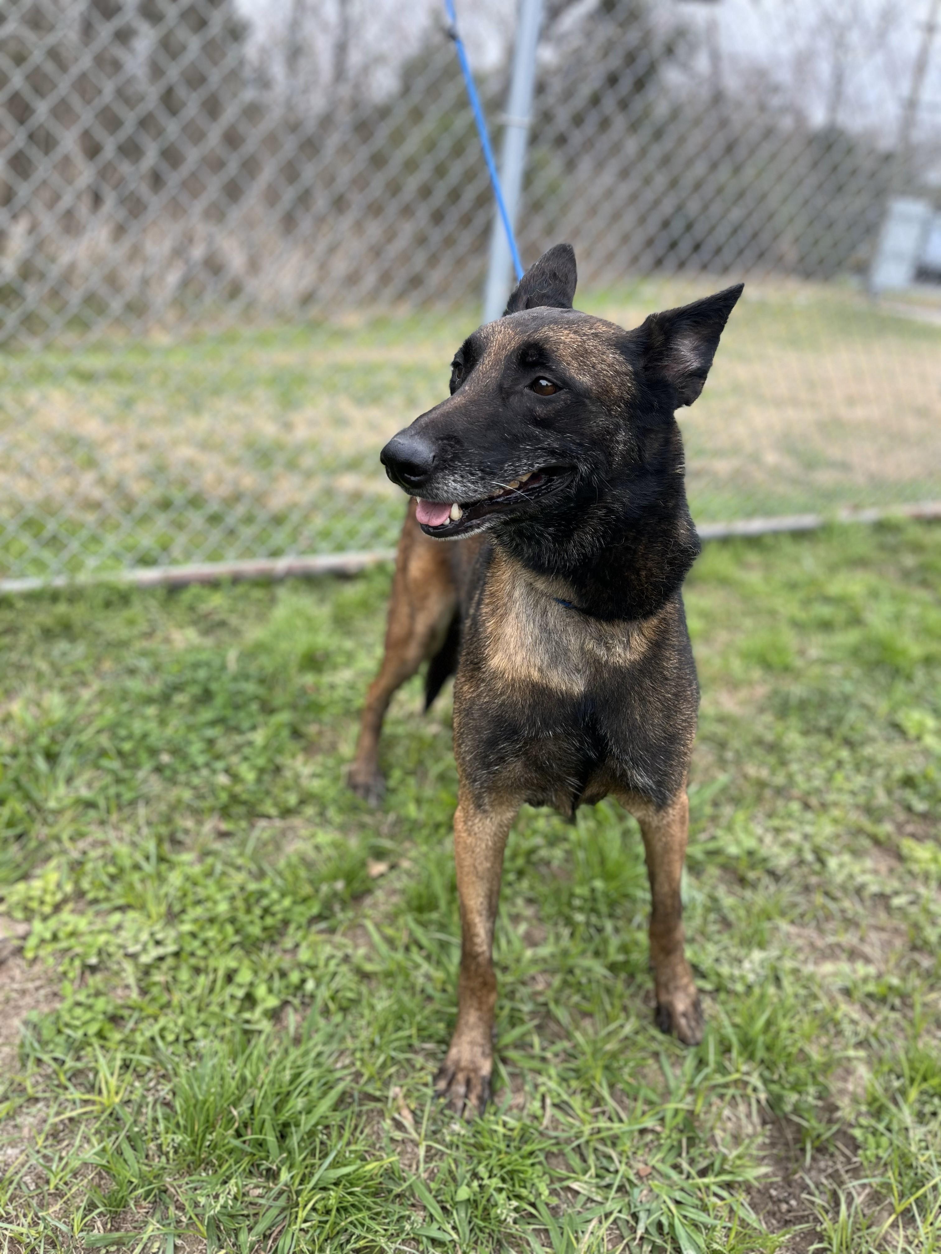 Dog for adoption - Beretta, a Belgian Shepherd / Malinois in Green ...