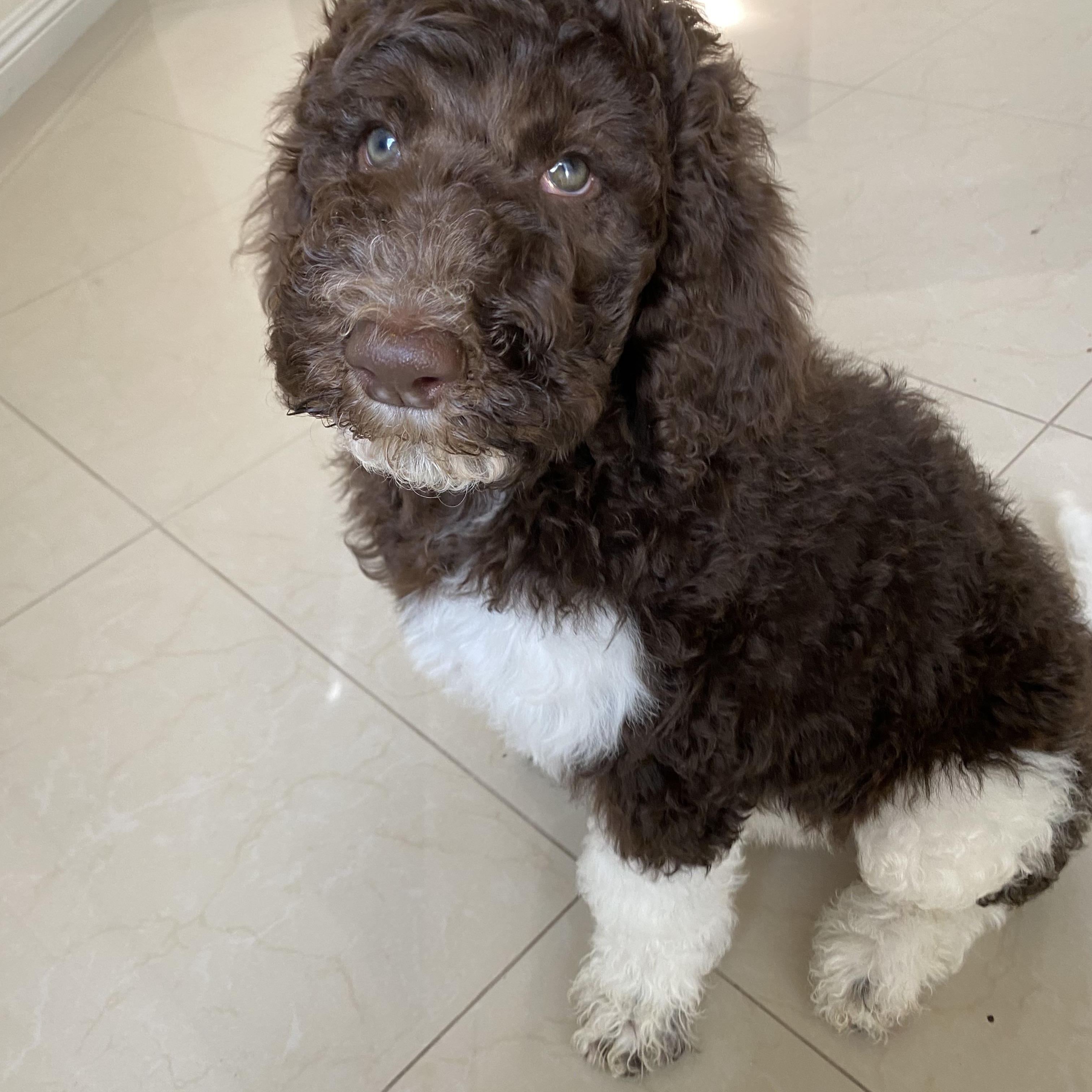 Dog for adoption - Moca still available for adoption - - read ...