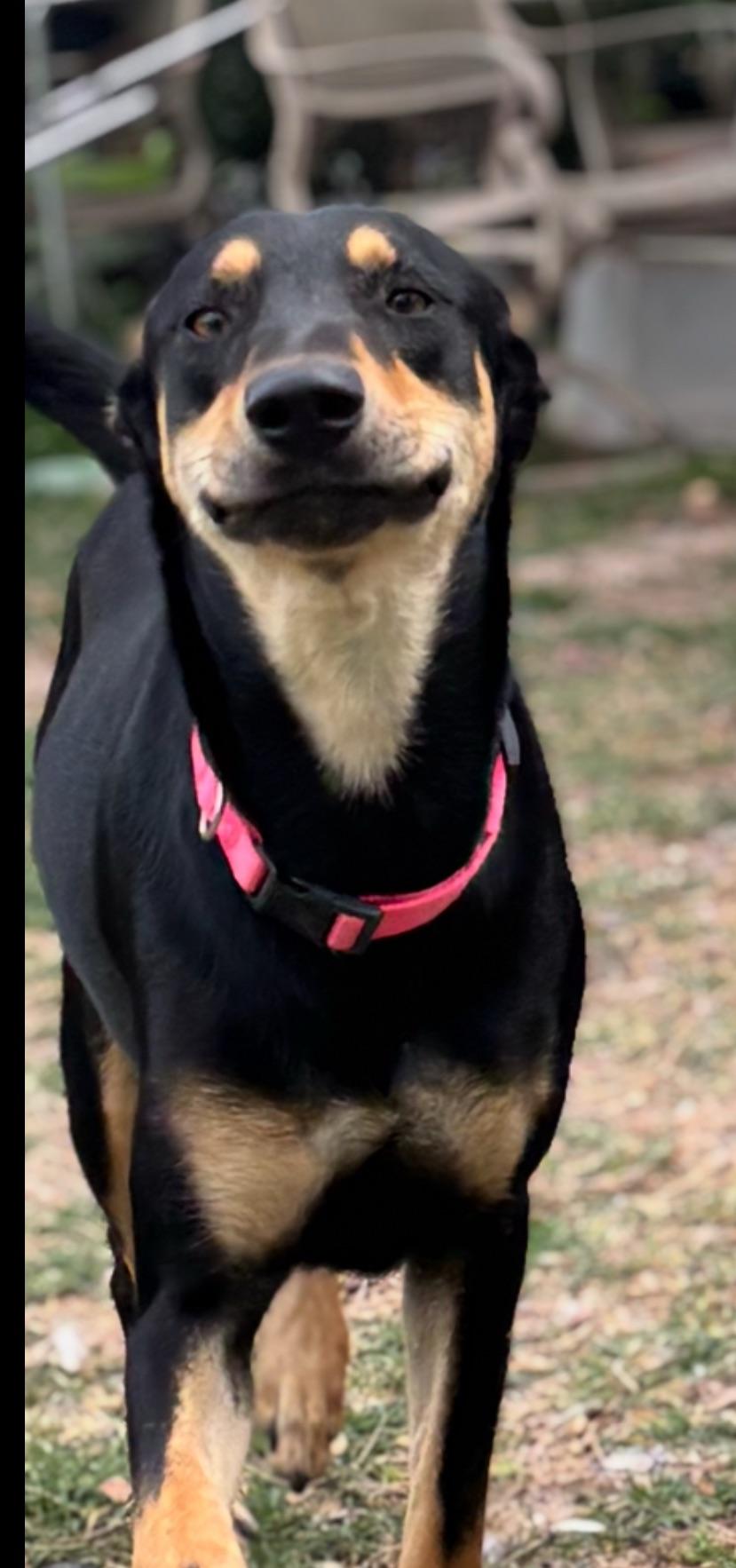 Dog for adoption - Mimi, an Australian Kelpie Mix in Cedar City, UT | Petfinder
