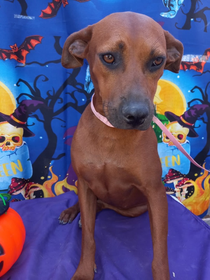 Dog for adoption - Moka, a Rhodesian Ridgeback Mix in Buffalo , NY ...