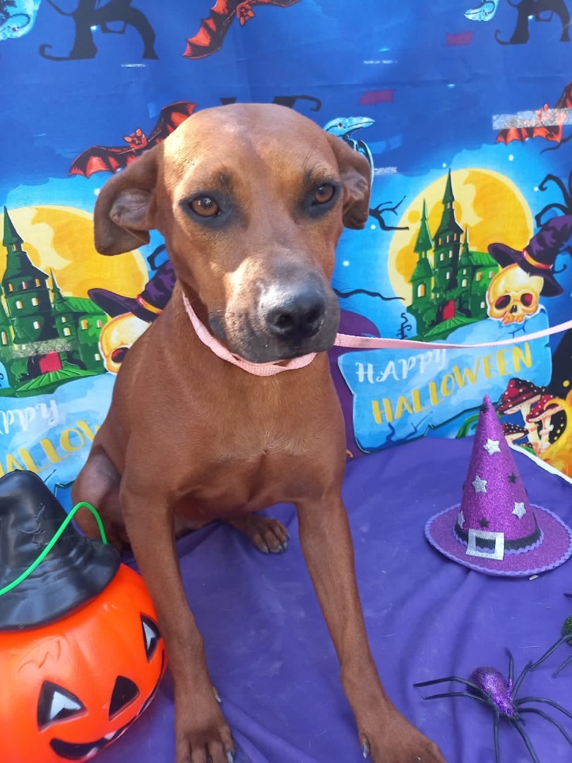Dog for adoption - Moka, a Rhodesian Ridgeback Mix in Buffalo , NY ...