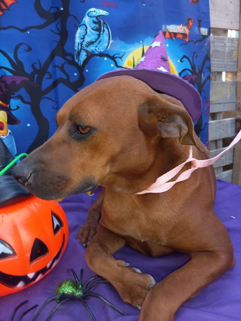 Dog for adoption - Moka, a Rhodesian Ridgeback Mix in Buffalo , NY ...