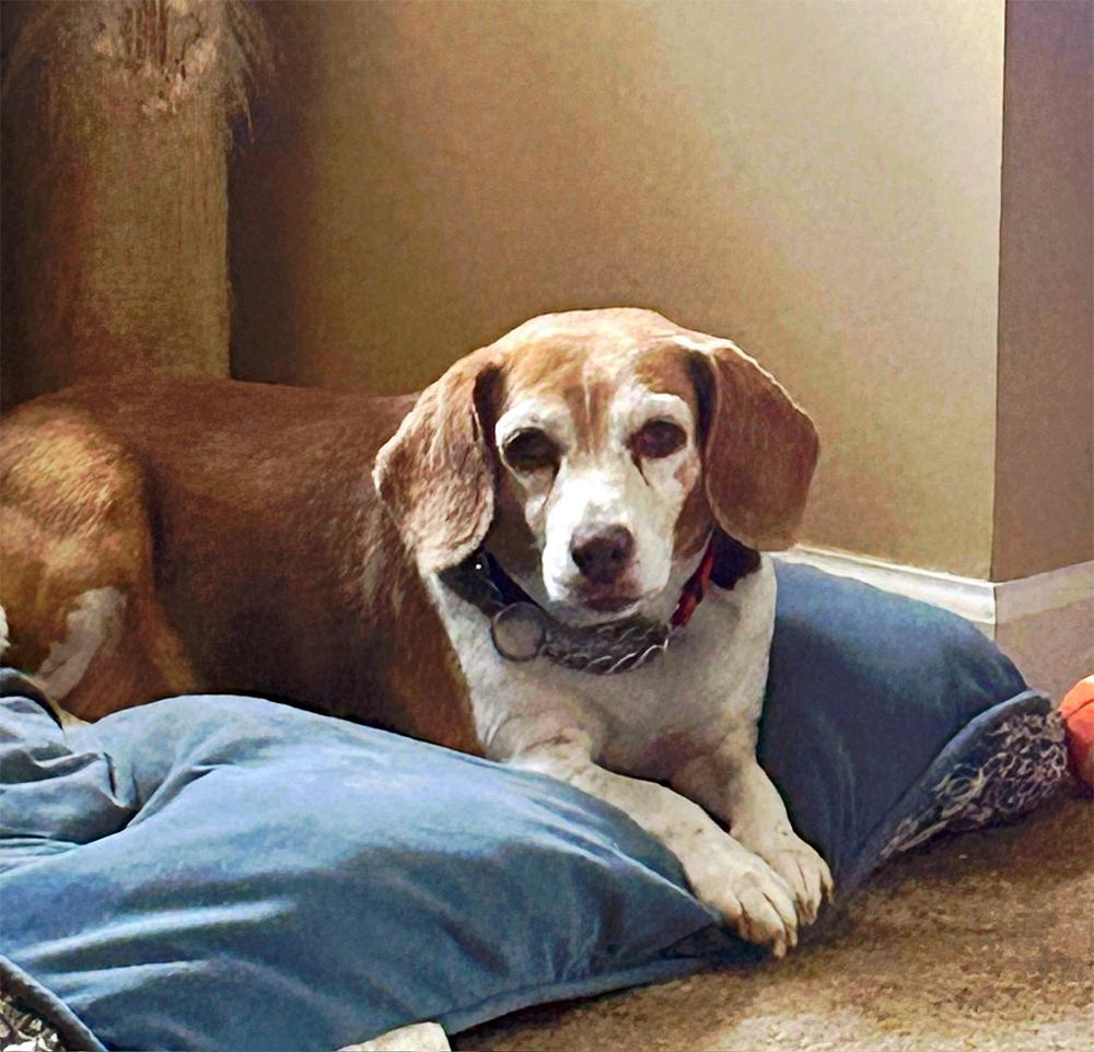 Dog for adoption - Ruby, a Beagle in Smithfield, VA | Petfinder